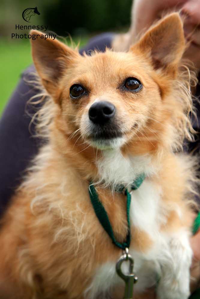 Bella - Small Female Fox Terrier x Pomeranian Mix Dog in NSW - PetRescue