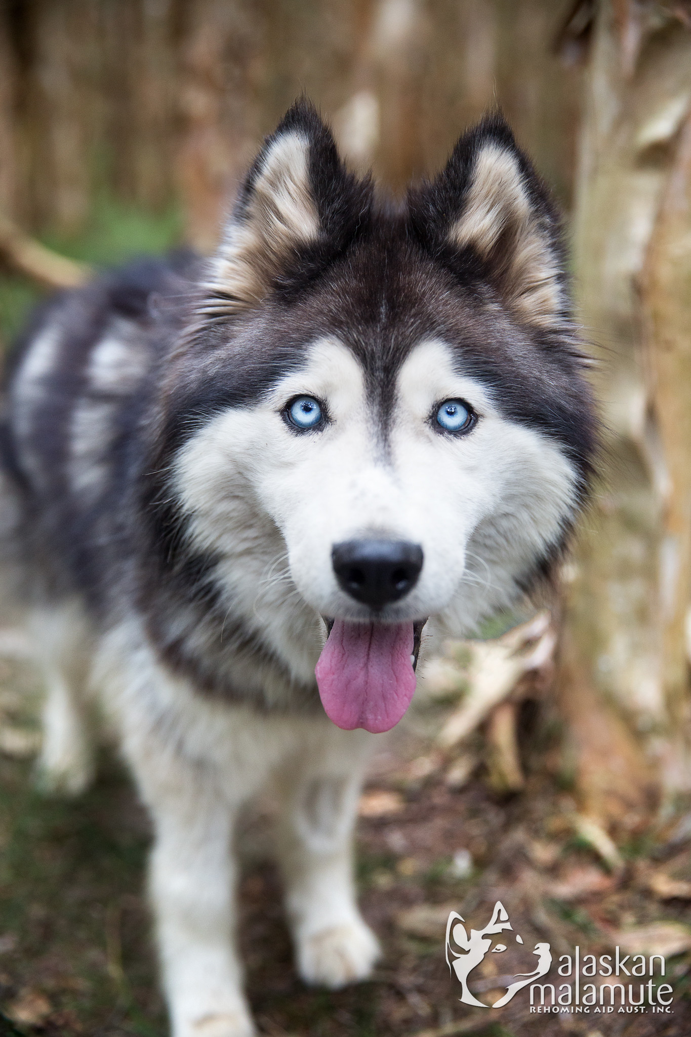 Alaska - Medium Female Siberian Husky Dog in ACT - PetRescue