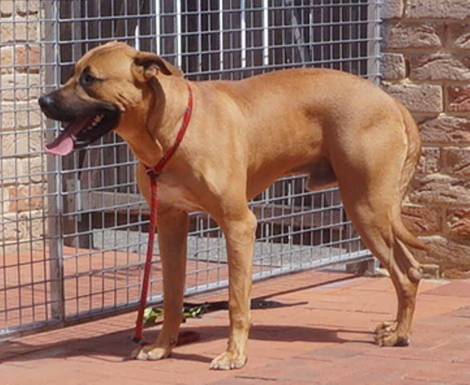 Porter - Large Male Rhodesian Ridgeback x Rottweiler Mix Dog in WA ...