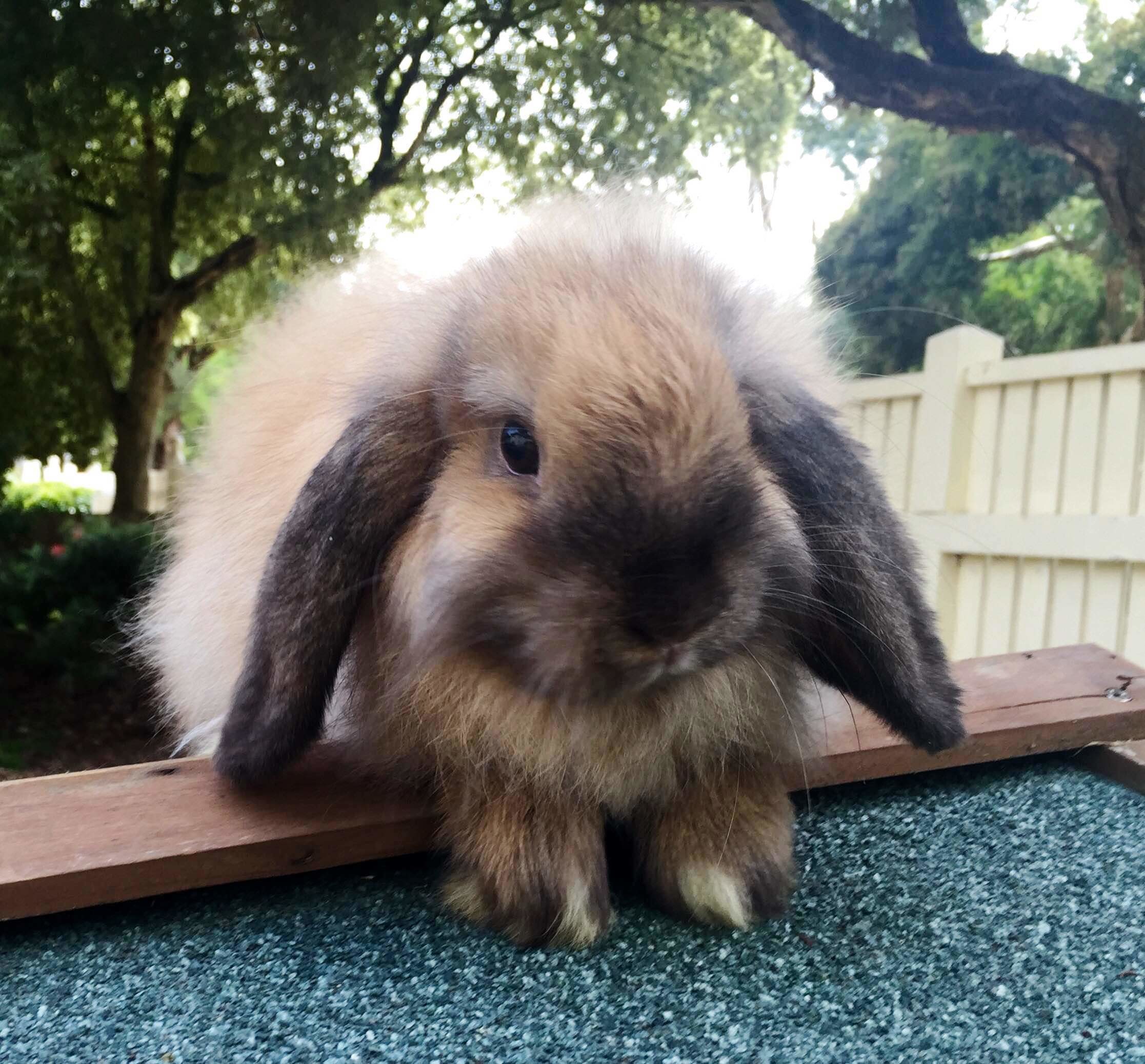 Victoria Bunny - Female Cashmere x Mini Lop Rabbit in VIC - PetRescue