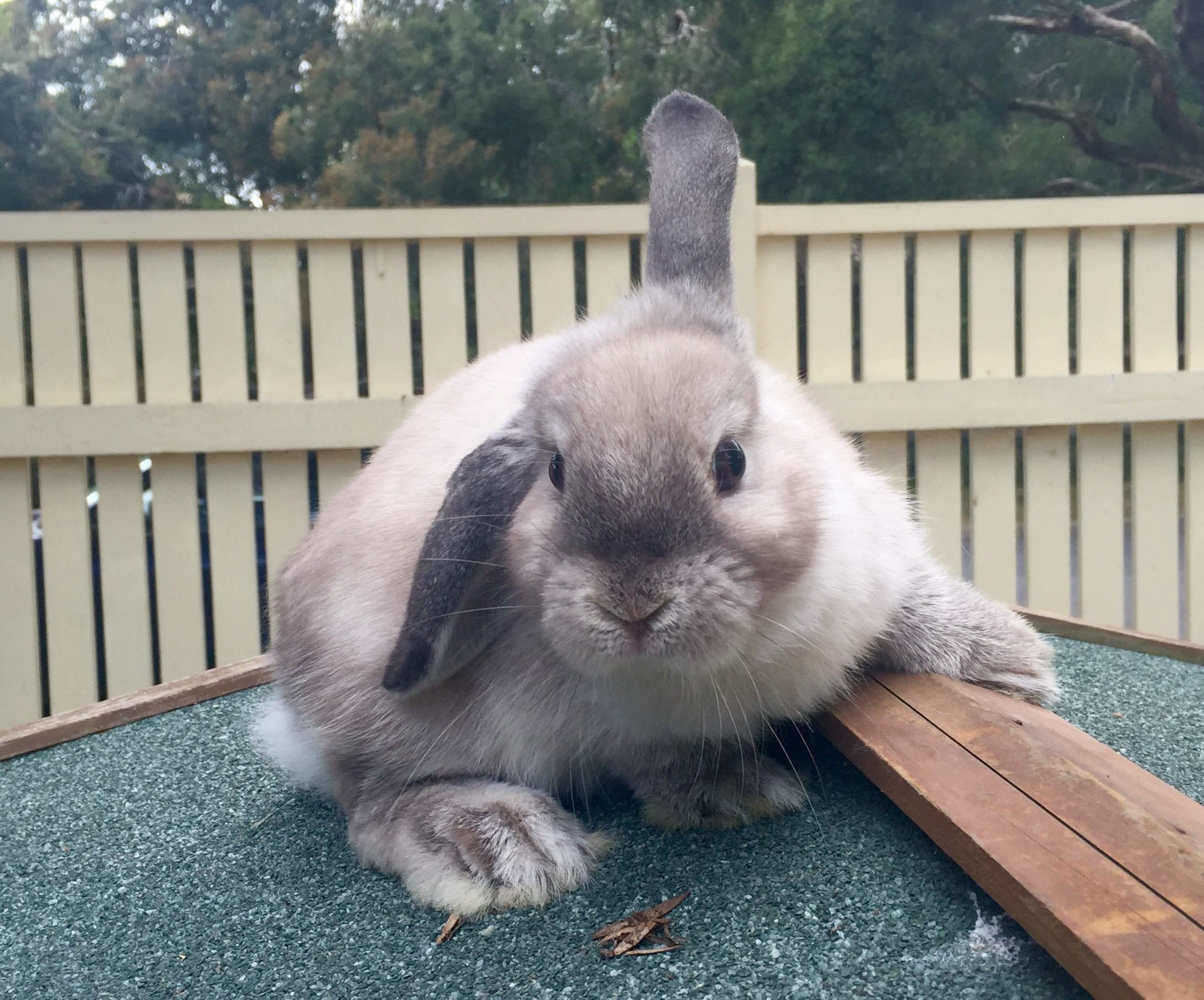 Aria - Female Mini Lop Rabbit in VIC - PetRescue
