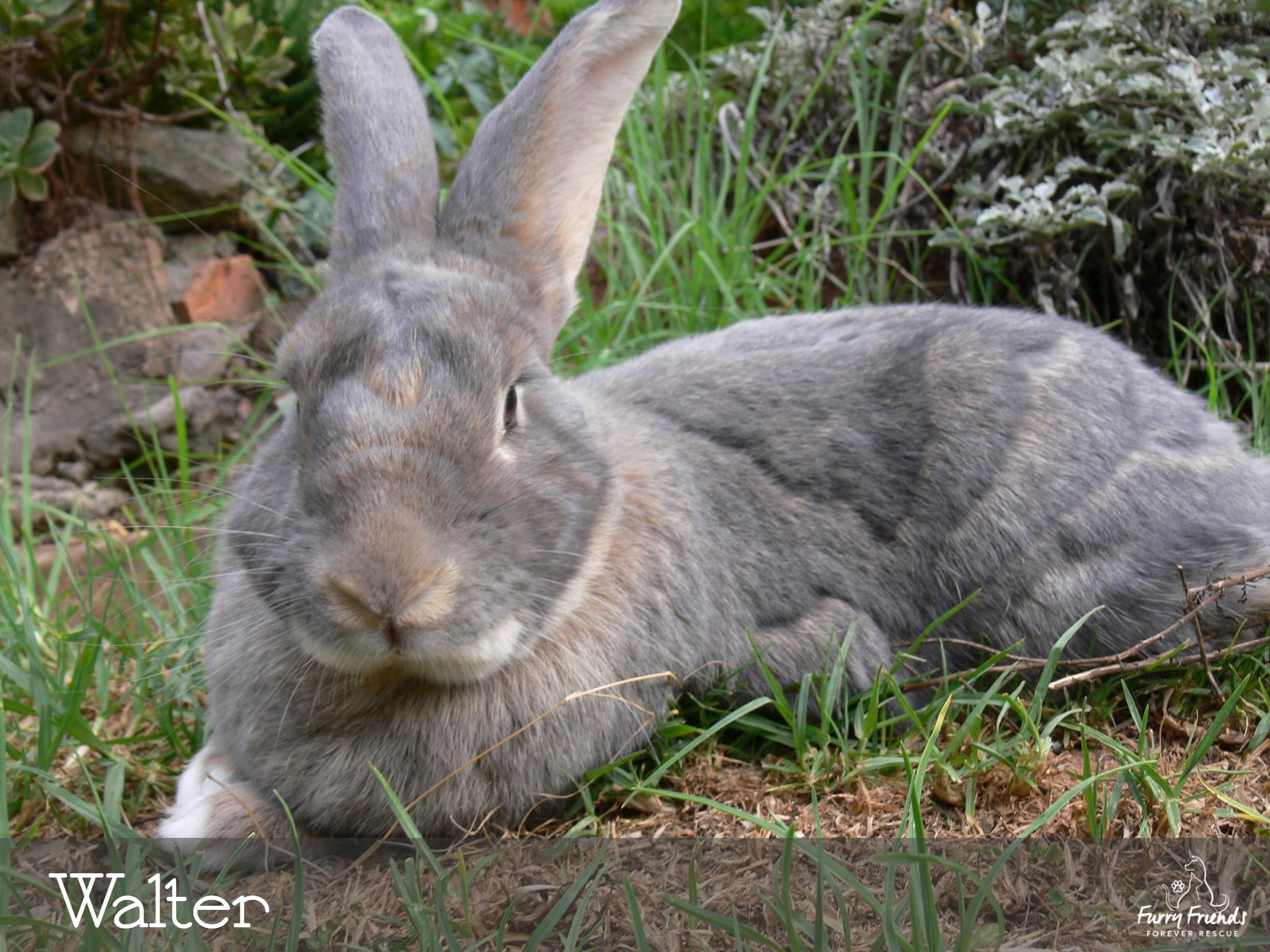 Walter - Male Flemish Giant Mix Rabbit in NSW - PetRescue