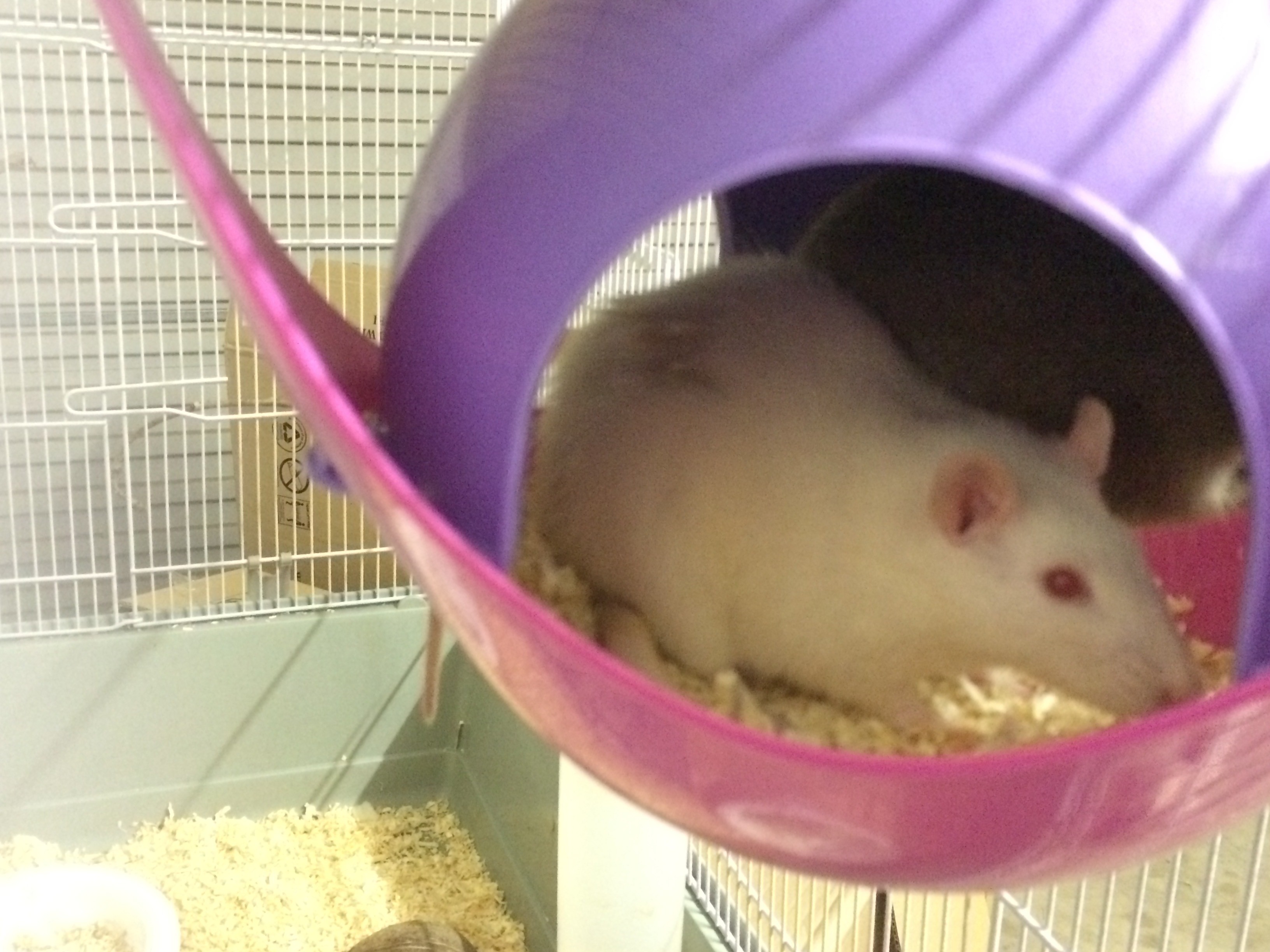 Lola - Female Rat Mix Rodent in QLD - PetRescue