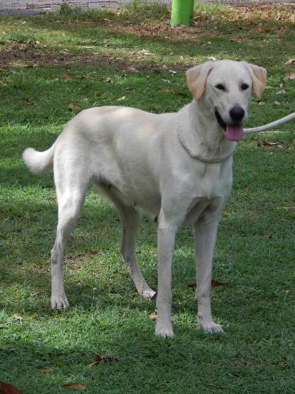 Skye - Large Female Maremma Sheepdog x Labrador Retriever Mix Dog in ...