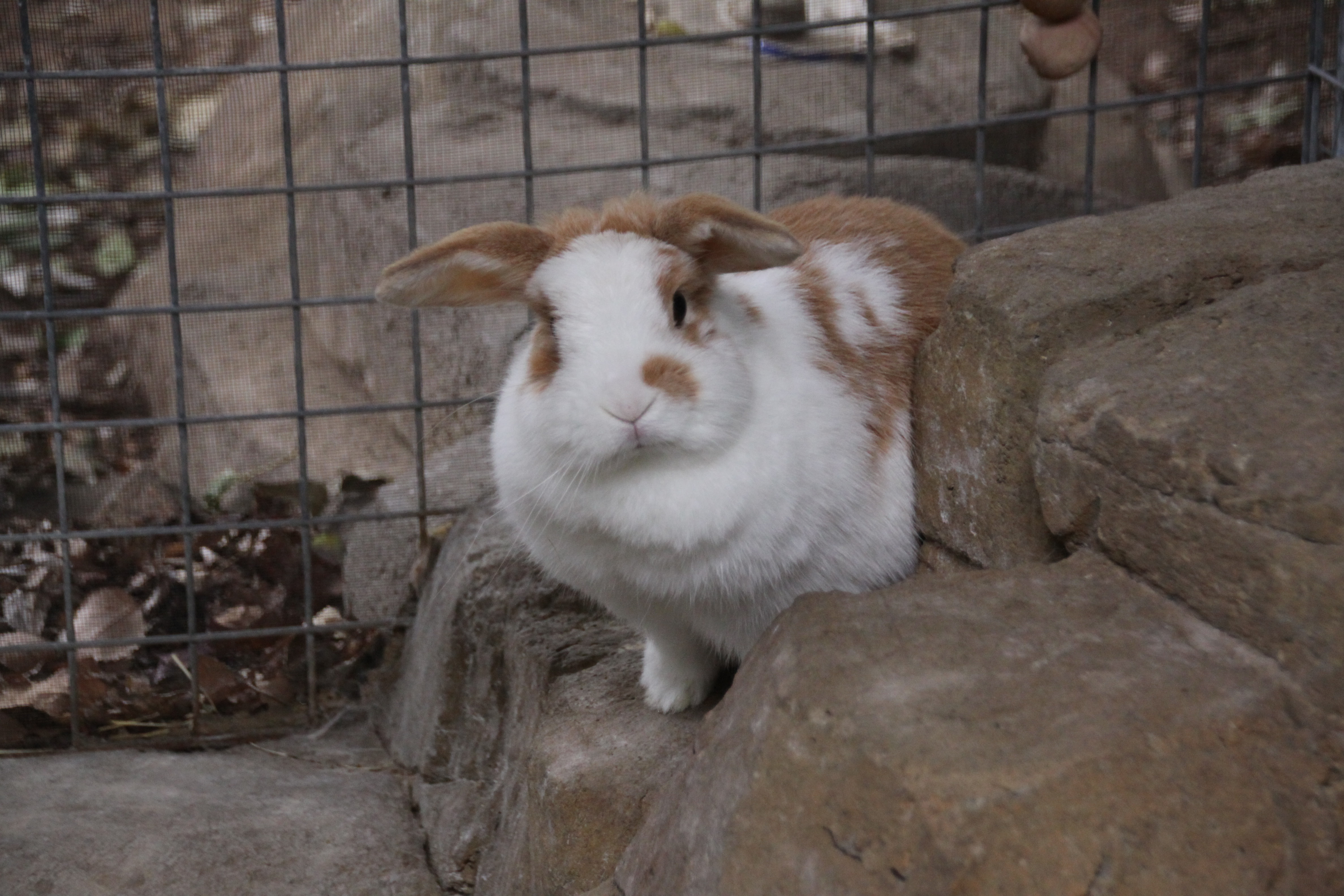 Daisy - Female Bunny Rabbit Rabbit in ACT - PetRescue