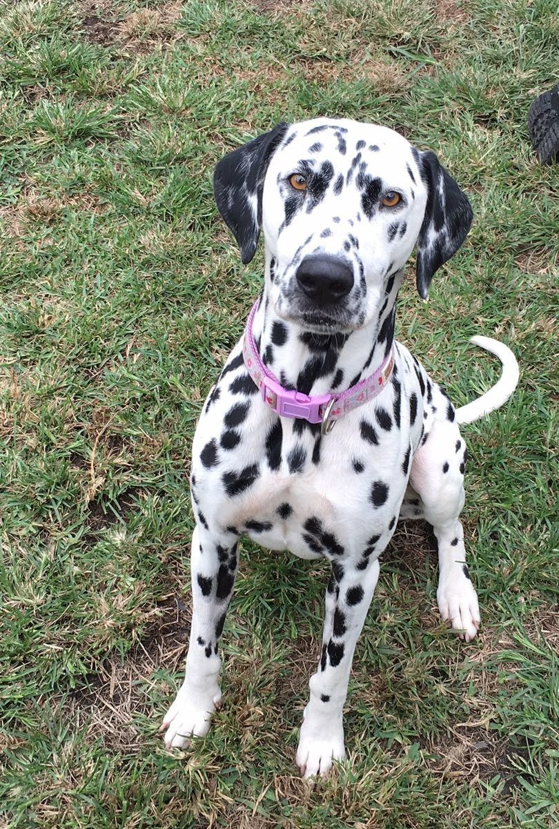 Padme - Medium Female Dalmatian Dog in NSW - PetRescue