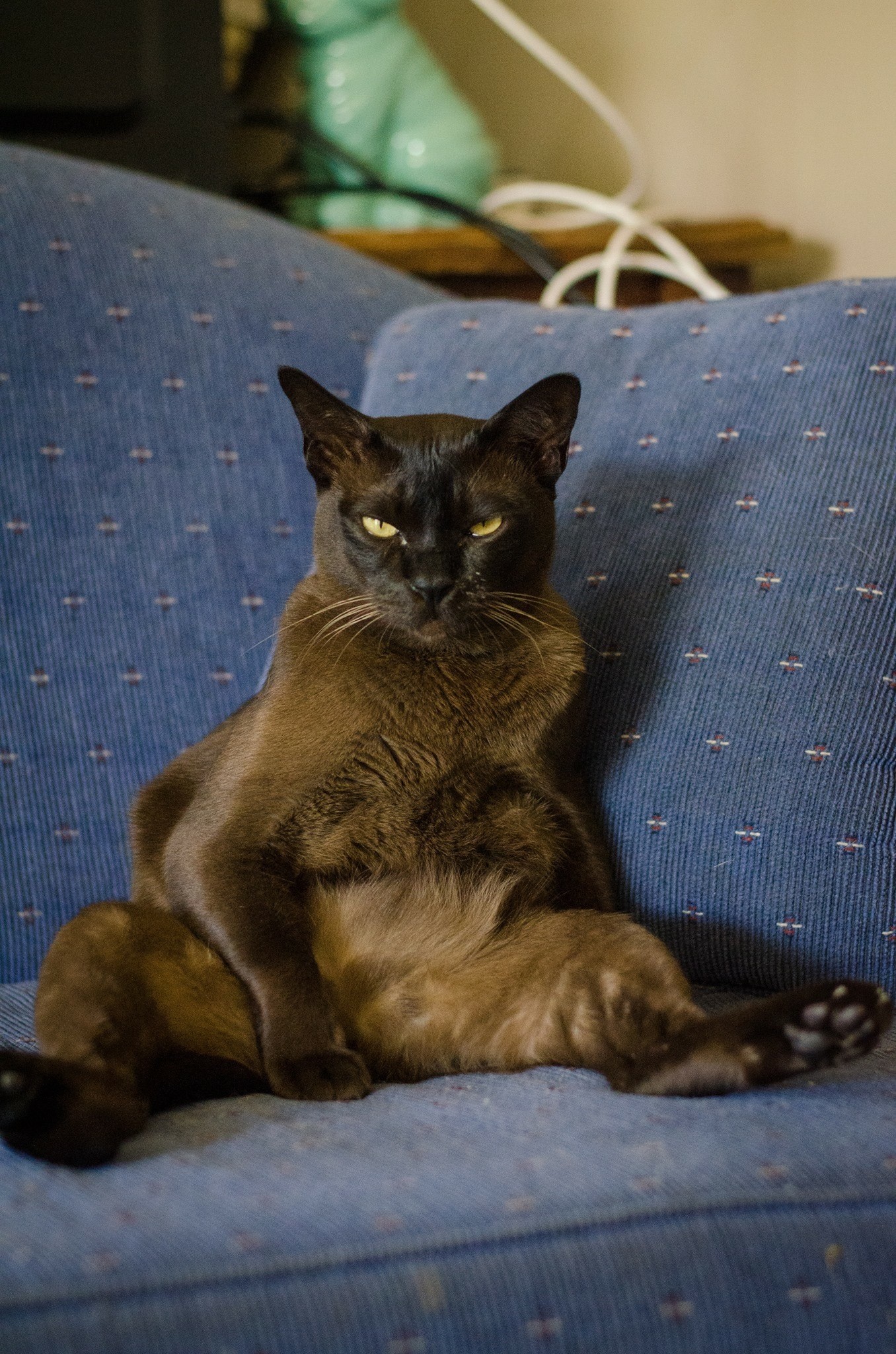 Koby - Male Burmese Cat in NSW - PetRescue