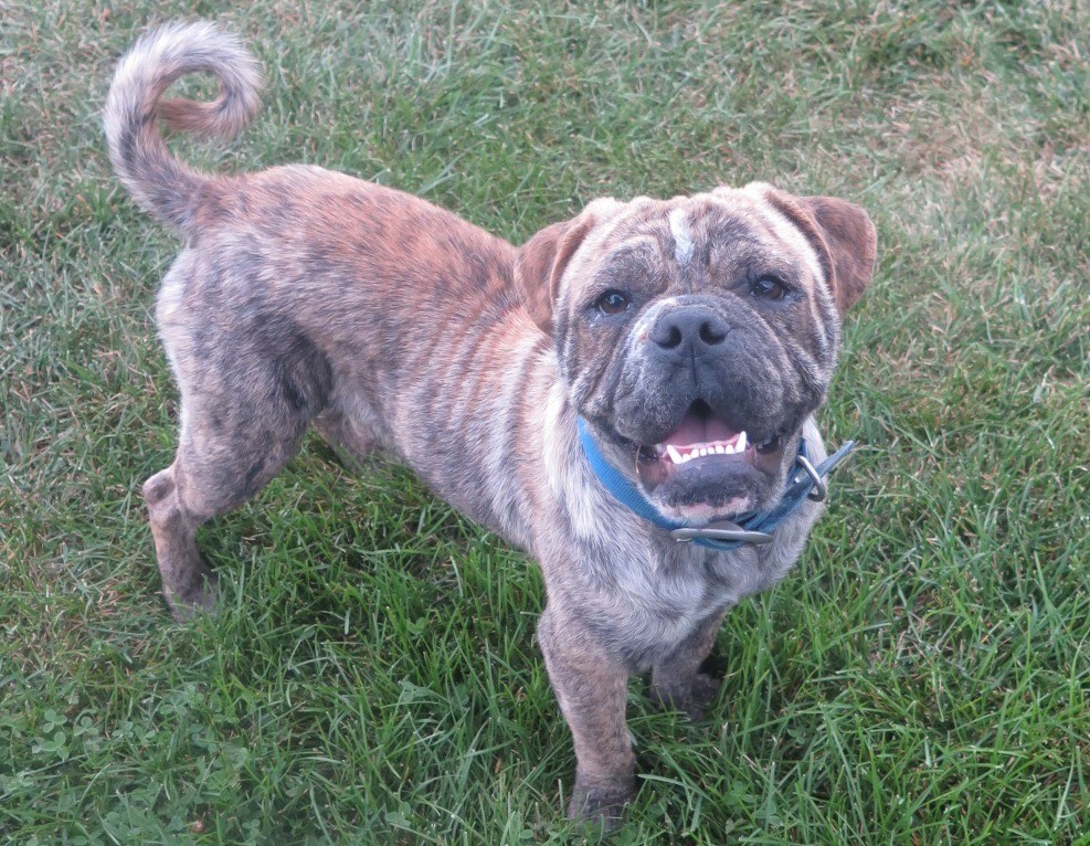 Jimmy - Medium Male Australian Bulldog x Pug Mix Dog in ACT - PetRescue
