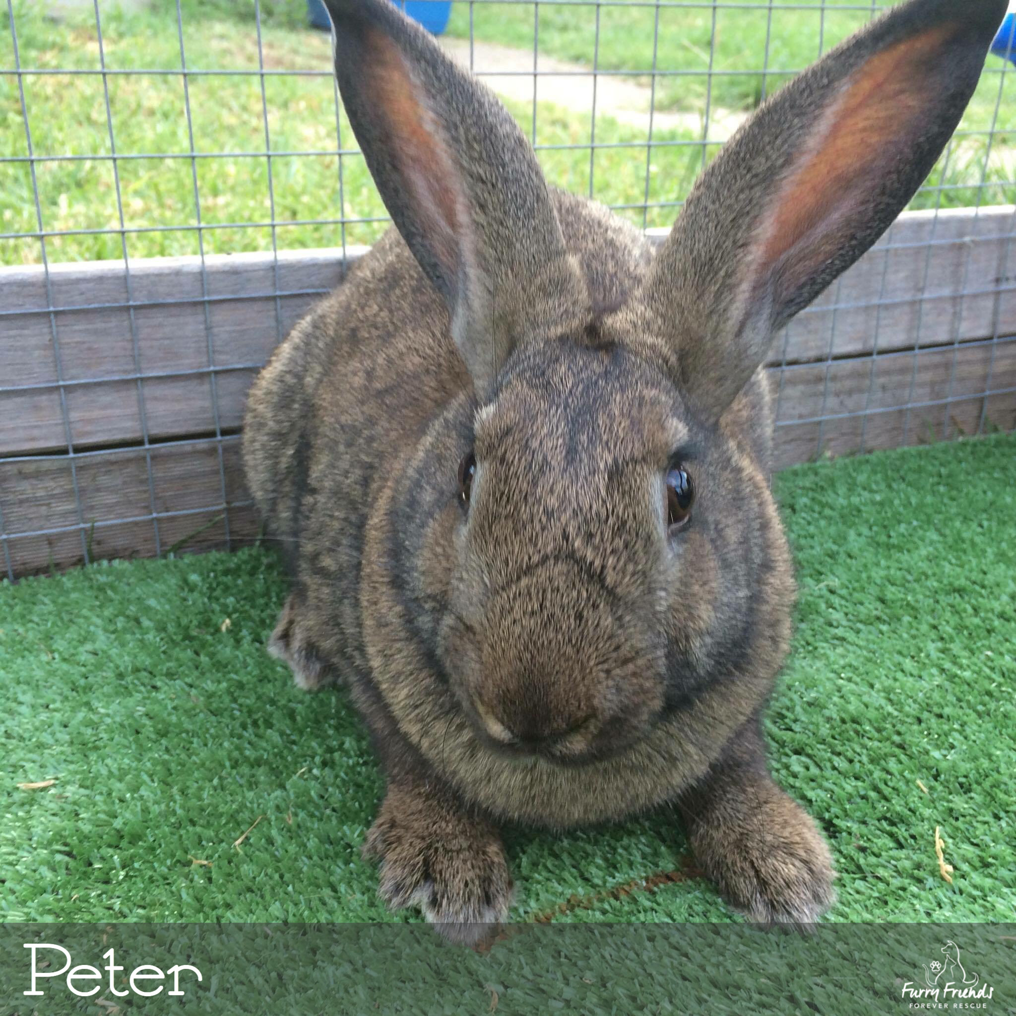 Peter - Male Dwarf x Flemish Giant Mix Rabbit in NSW - PetRescue