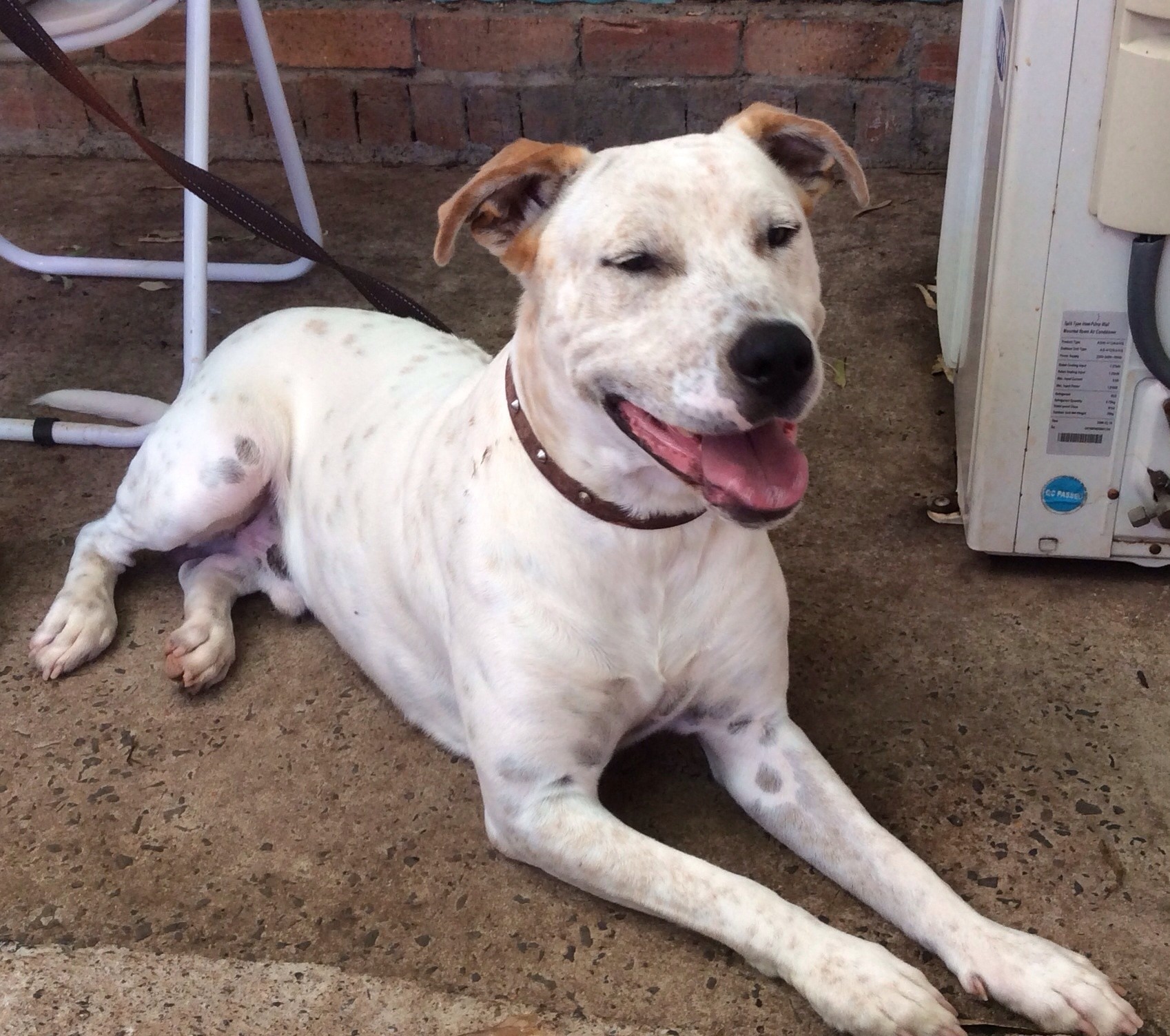 Rupert - Medium Male Australian Cattle Dog x Rhodesian Ridgeback Mix ...