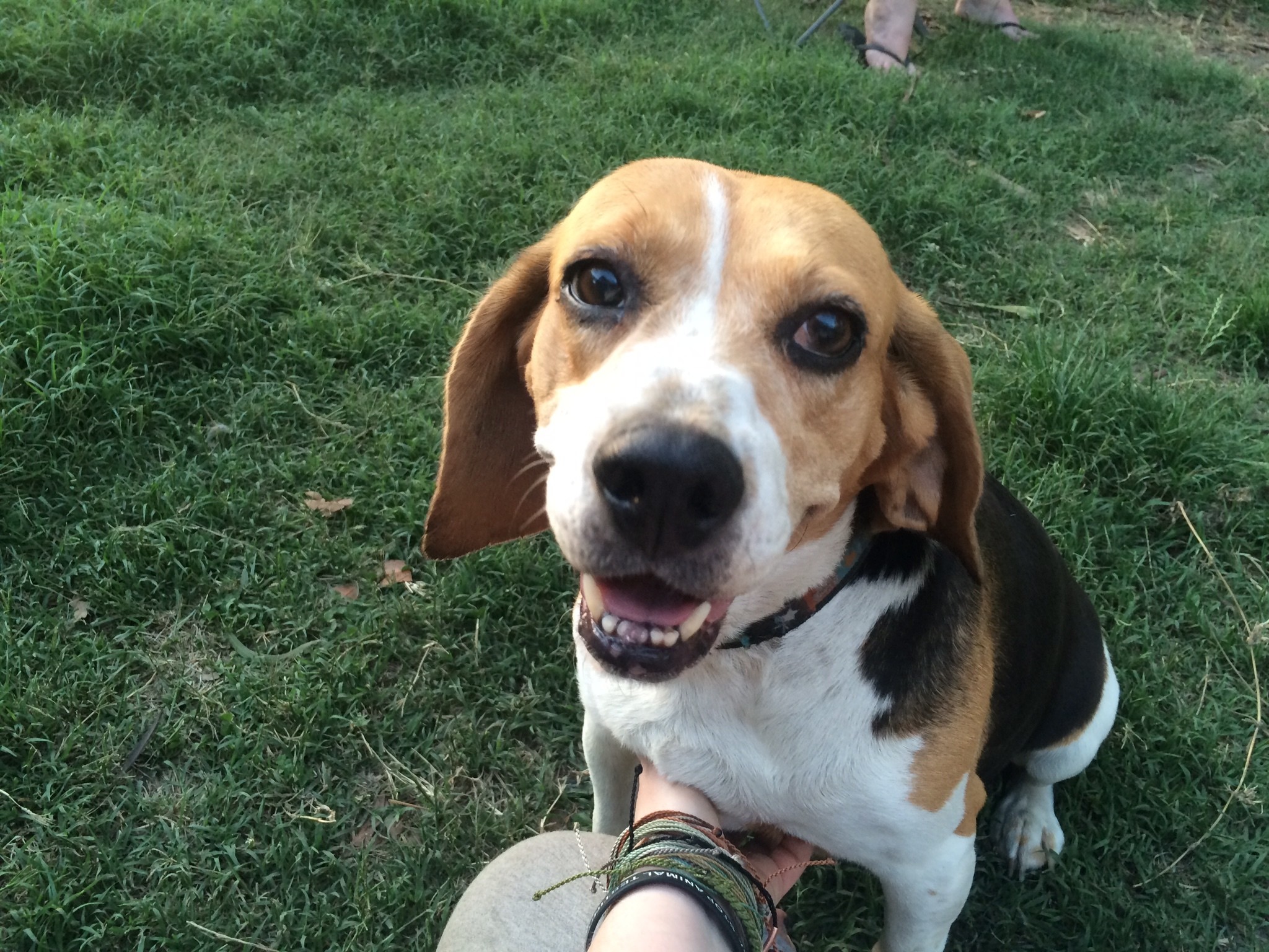 Jazzie - Medium Female Beagle Dog in VIC - PetRescue