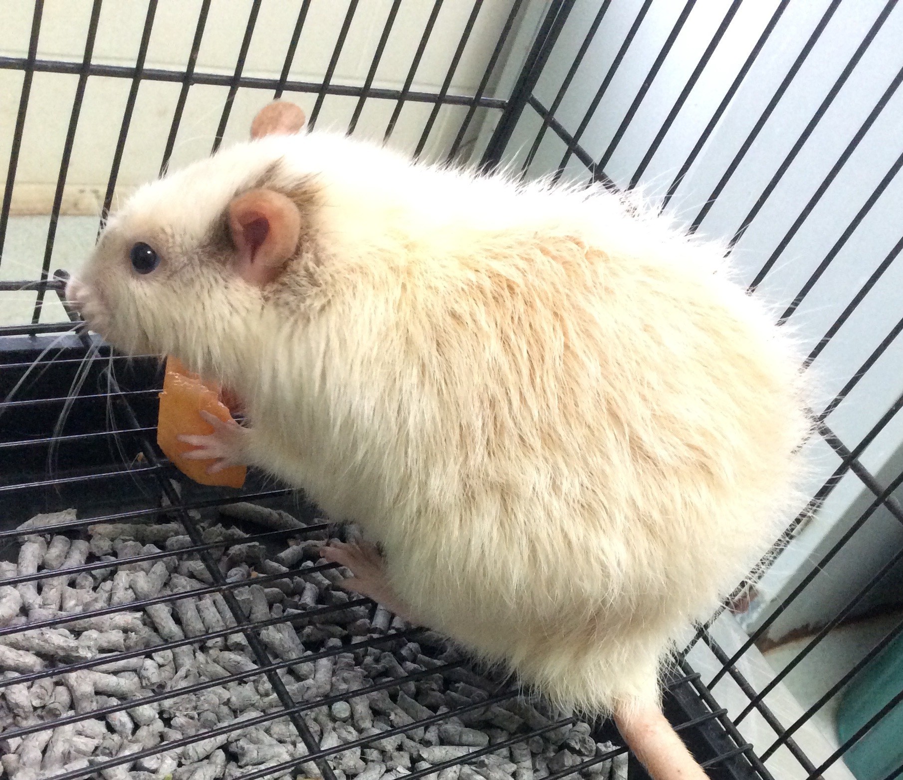 Banjo - Male Rat Mix Rodent in QLD - PetRescue