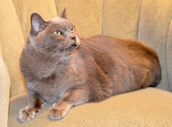 Rummy - Female Burmese Mix Cat in WA - PetRescue