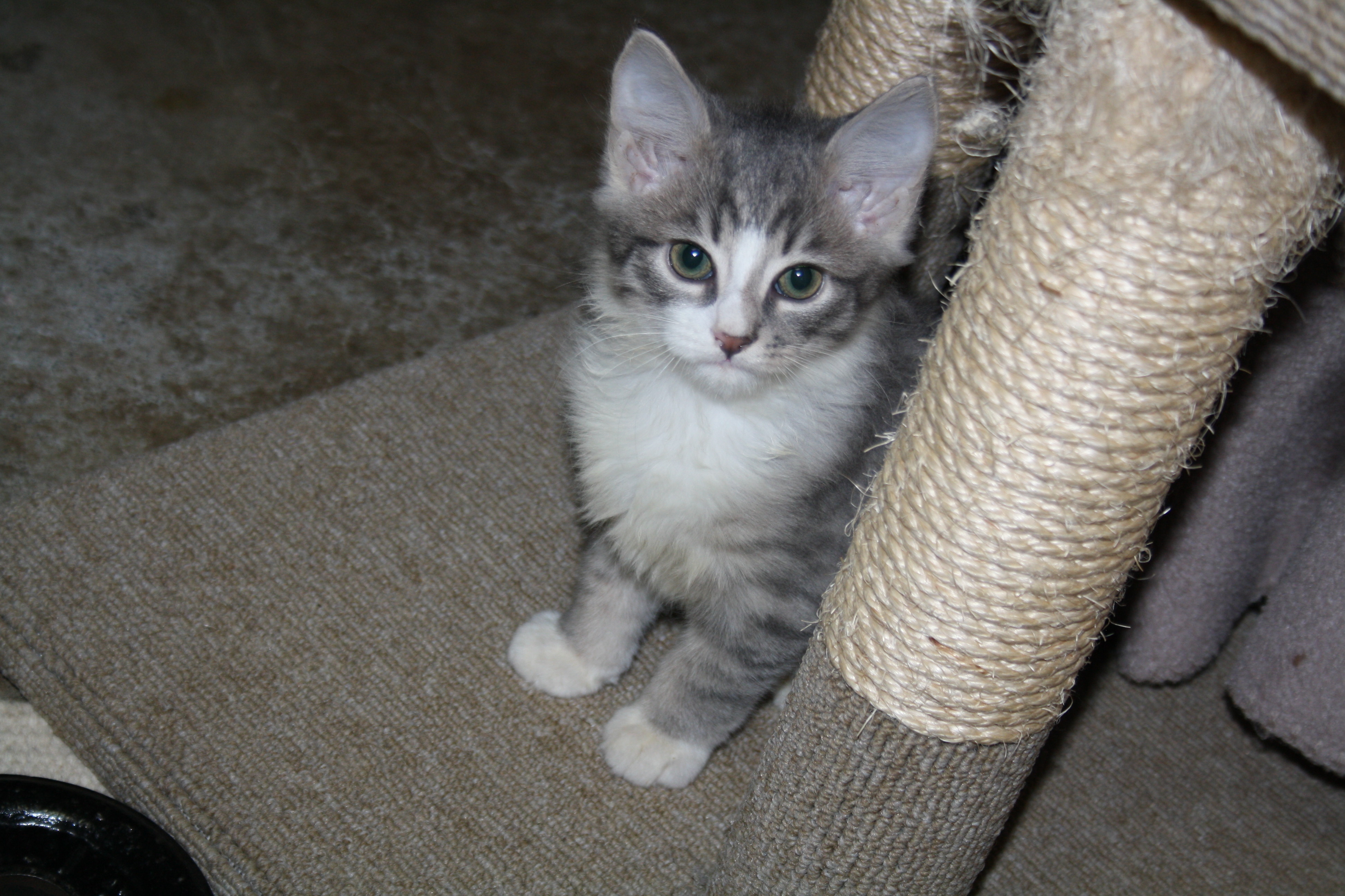 Lemmy - Male Domestic Medium Hair Cat in VIC - PetRescue
