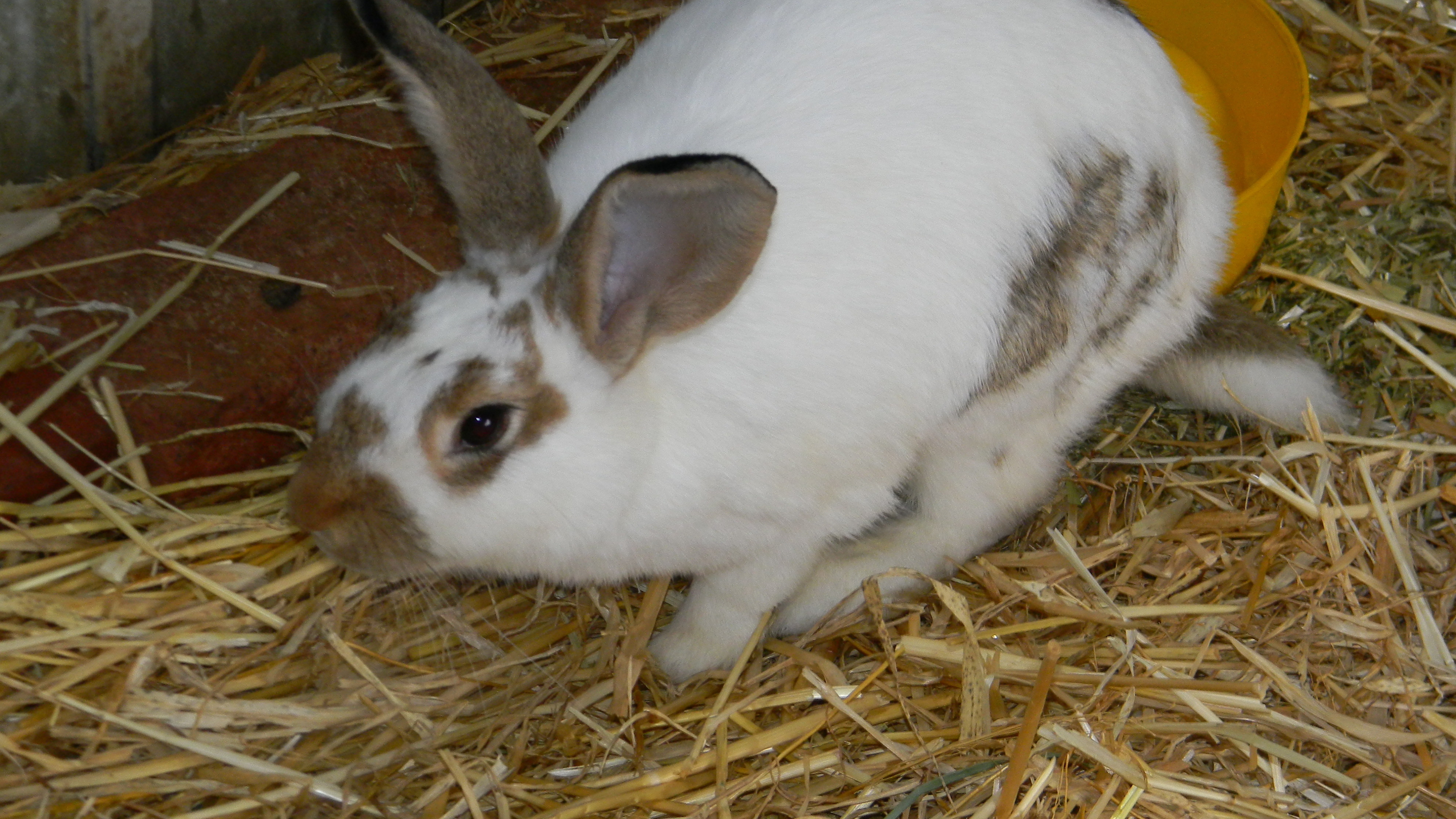 Hannah - Female English Spot Mix Rabbit in VIC - PetRescue