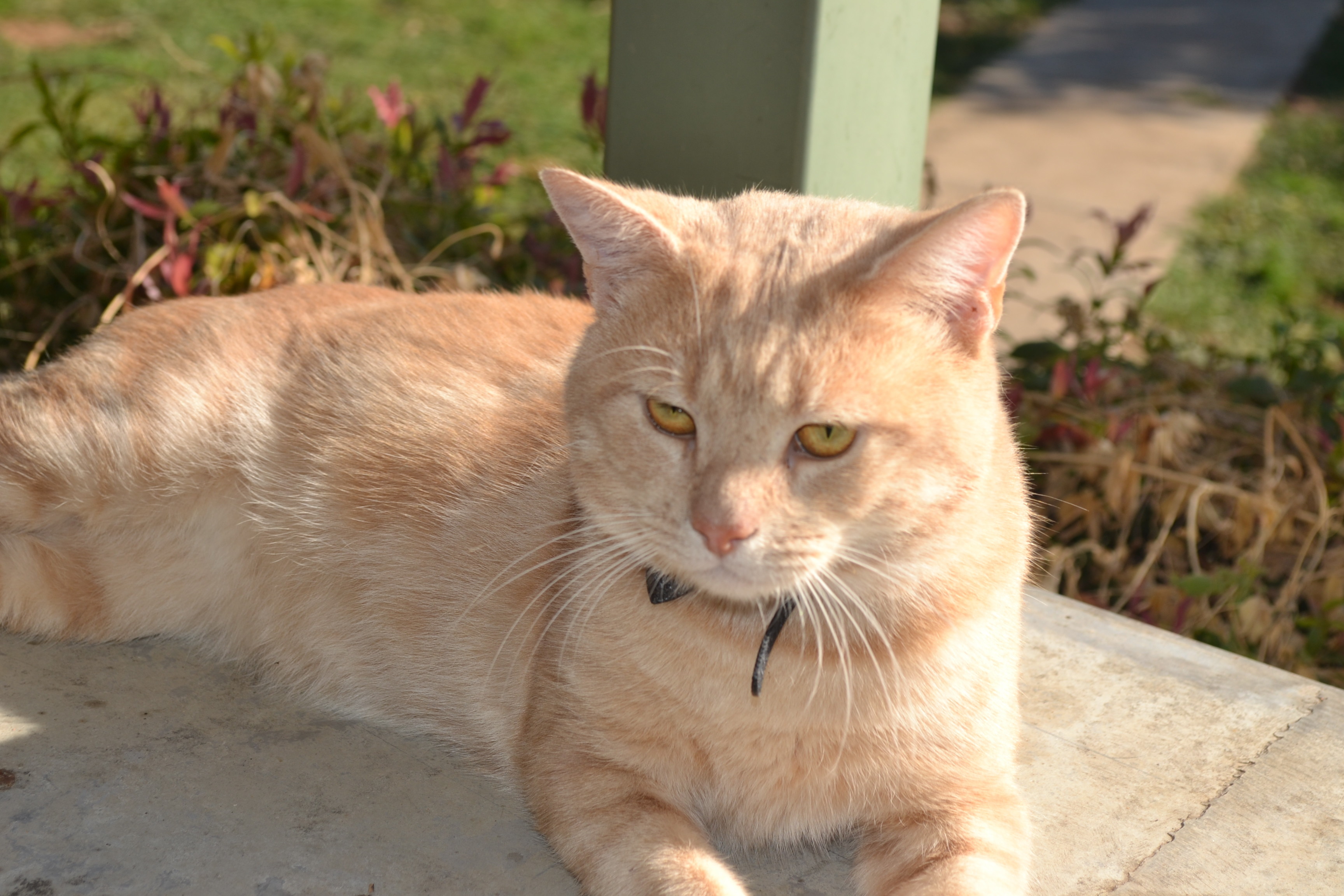 Seville - Male Domestic Short Hair Cat in NSW - PetRescue