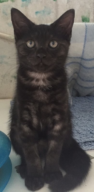 Pango - Female Domestic Short Hair Mix Cat in QLD - PetRescue