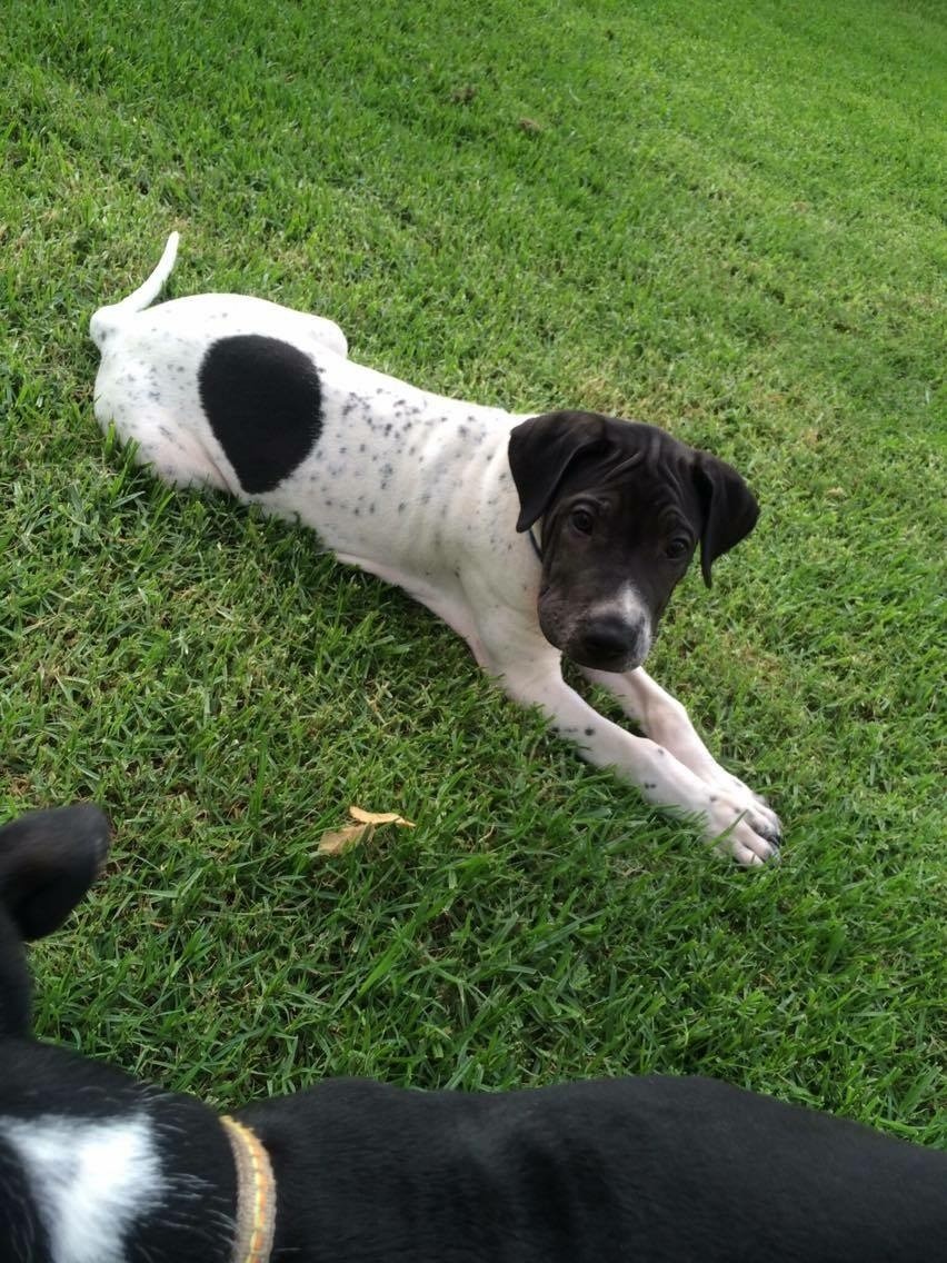 Fabio - Medium Male German Shorthaired Pointer x Jack Russell Terrier Mix Dog in NSW - PetRescue