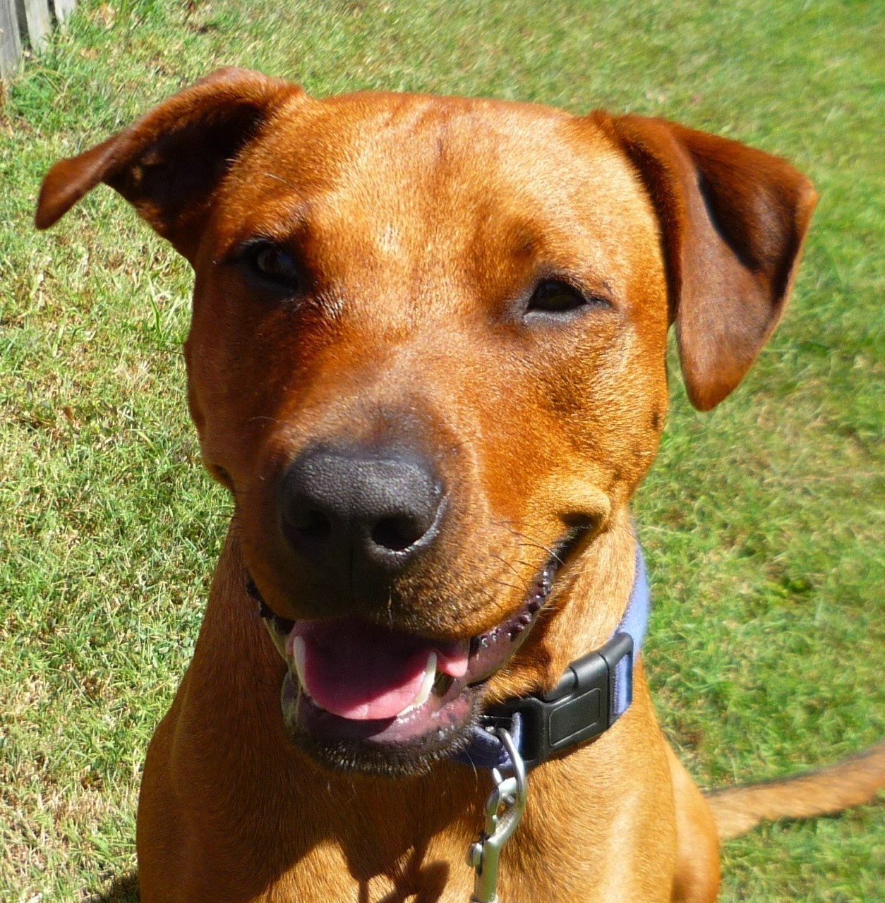 Cooper - Medium Male Staffy x Ridgeback Dog in QLD - PetRescue