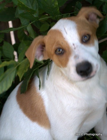 Jazzy ** A Gorgeous Natured Puppy ** - Medium Female Australian Stumpy ...