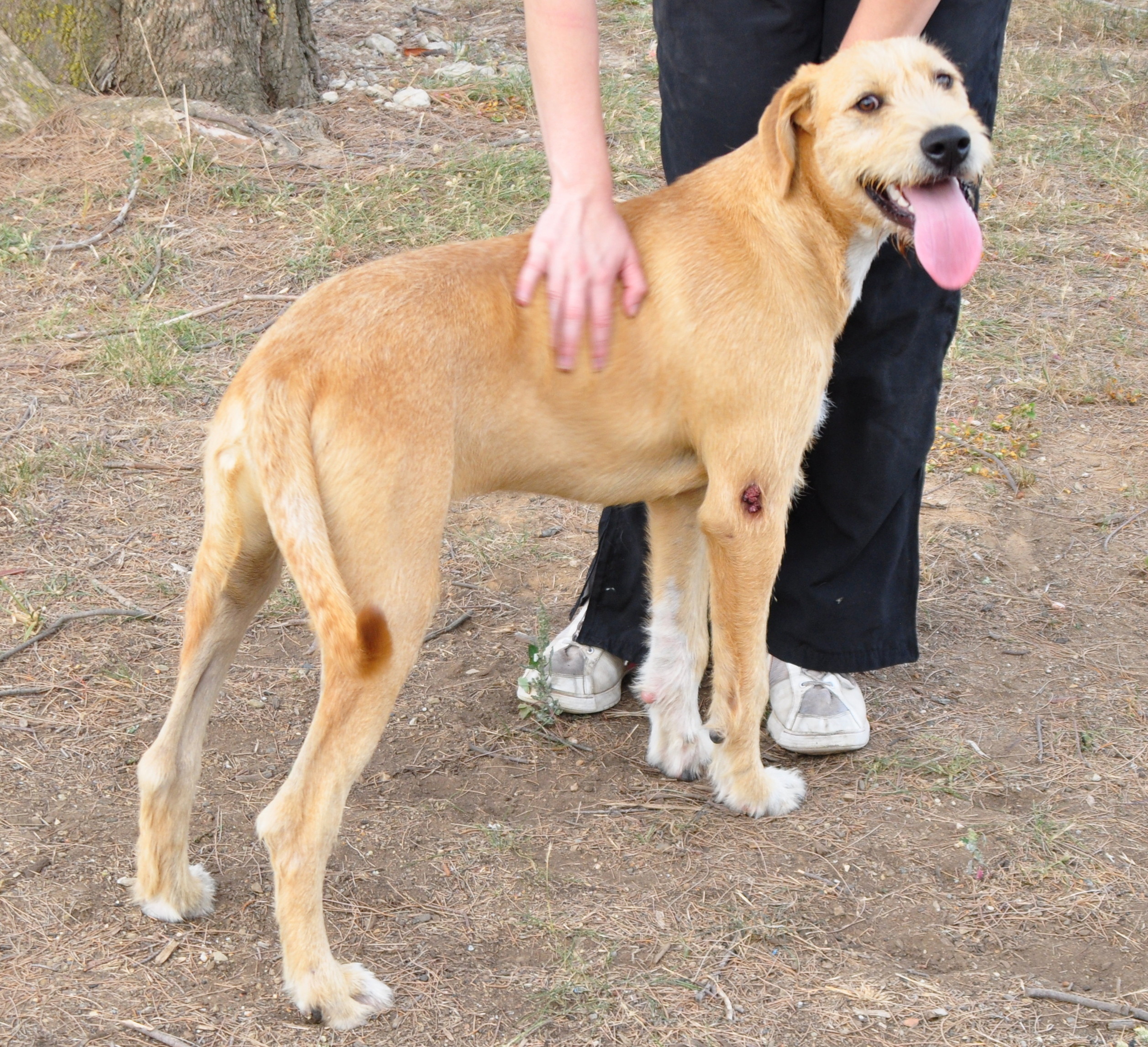 Lenny - Large Male Irish Wolfhound x Rhodesian Ridgeback Dog in NSW ...
