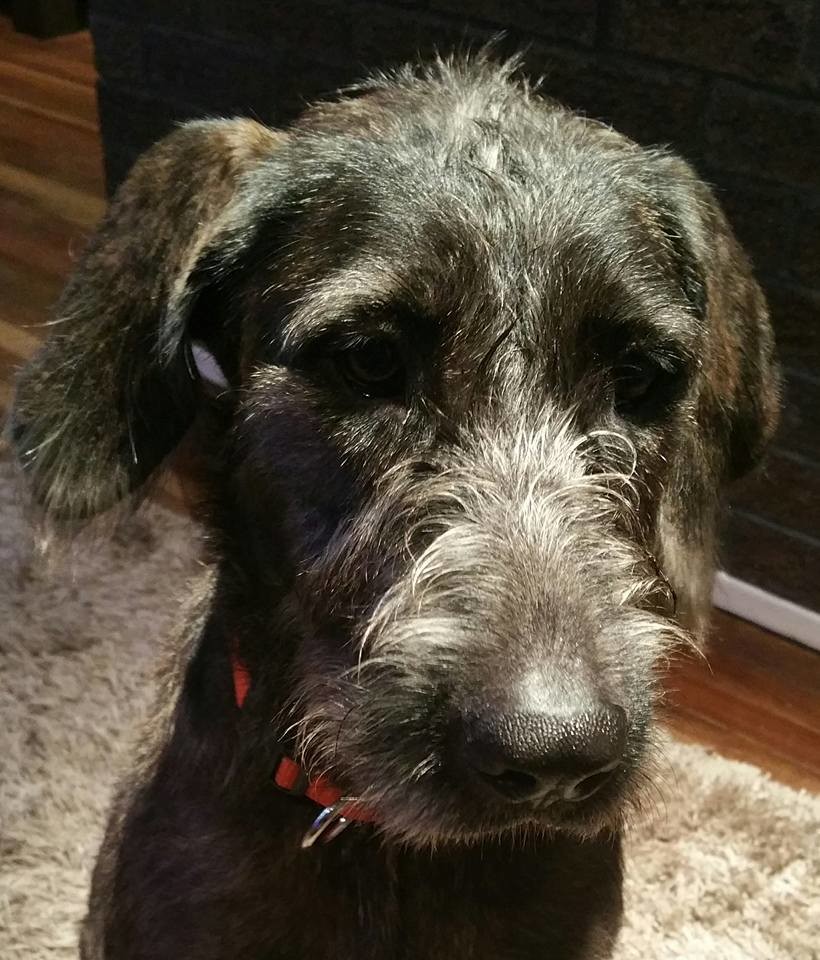 Kida - Large Female Irish Wolfhound Mix Dog in QLD - PetRescue