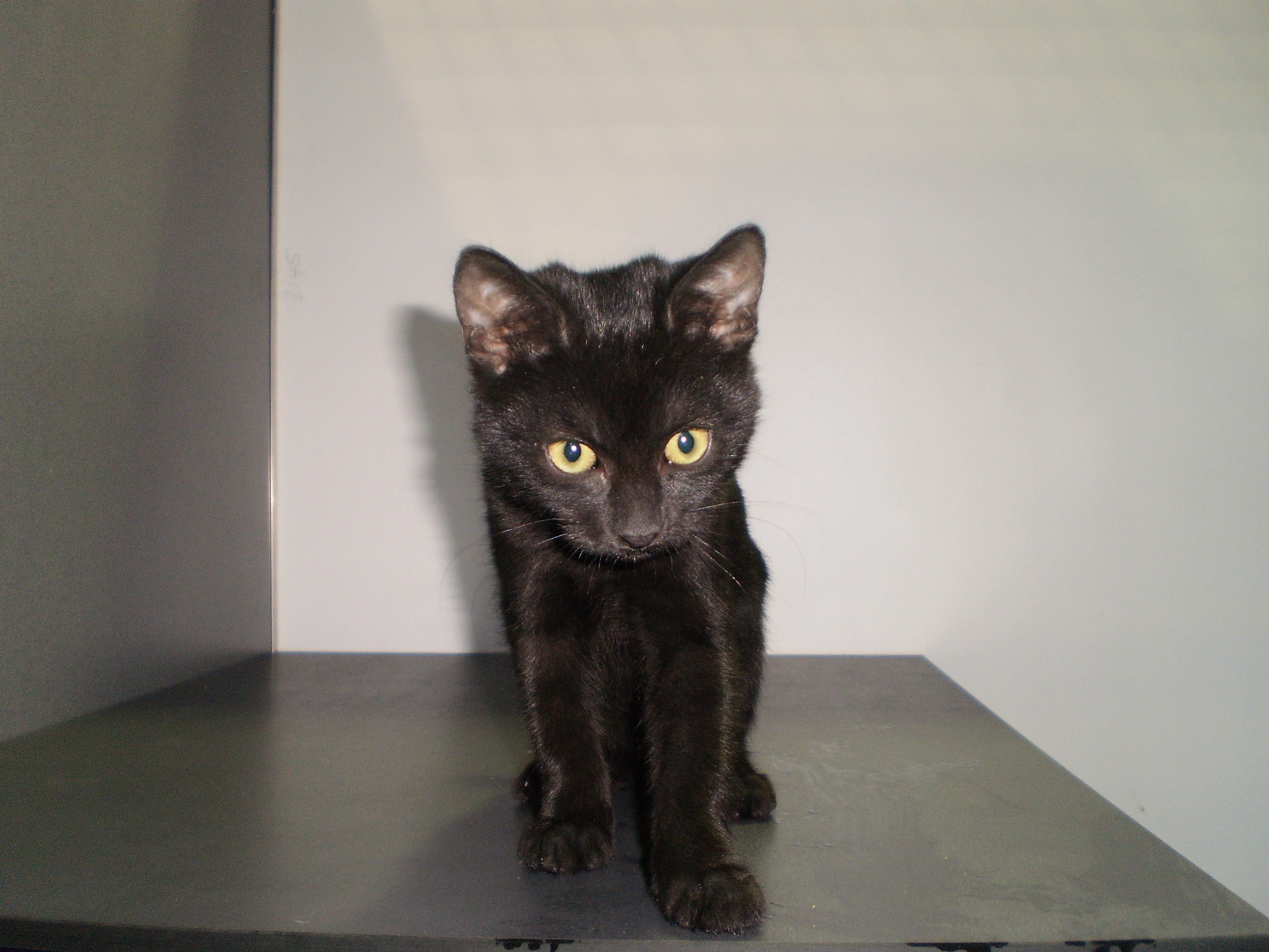 Demi - Female Bombay Mix Cat in QLD - PetRescue