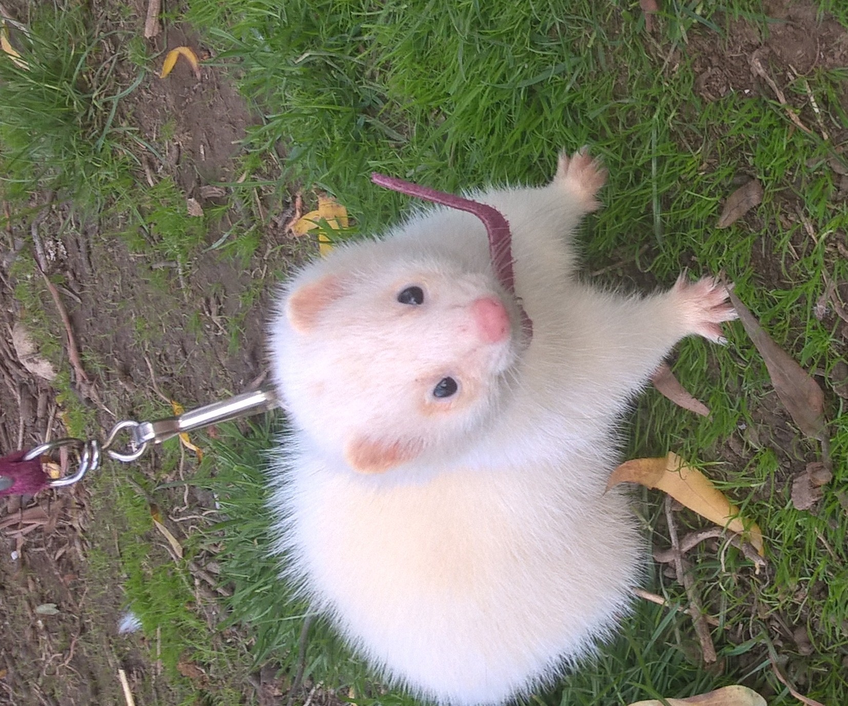 Kiki - Female Ferret in VIC - PetRescue