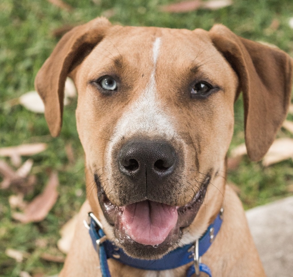 Dusty ~ Ridgeback x Mastiff x Bull Arab boy - Large Male Bull Arab x ...