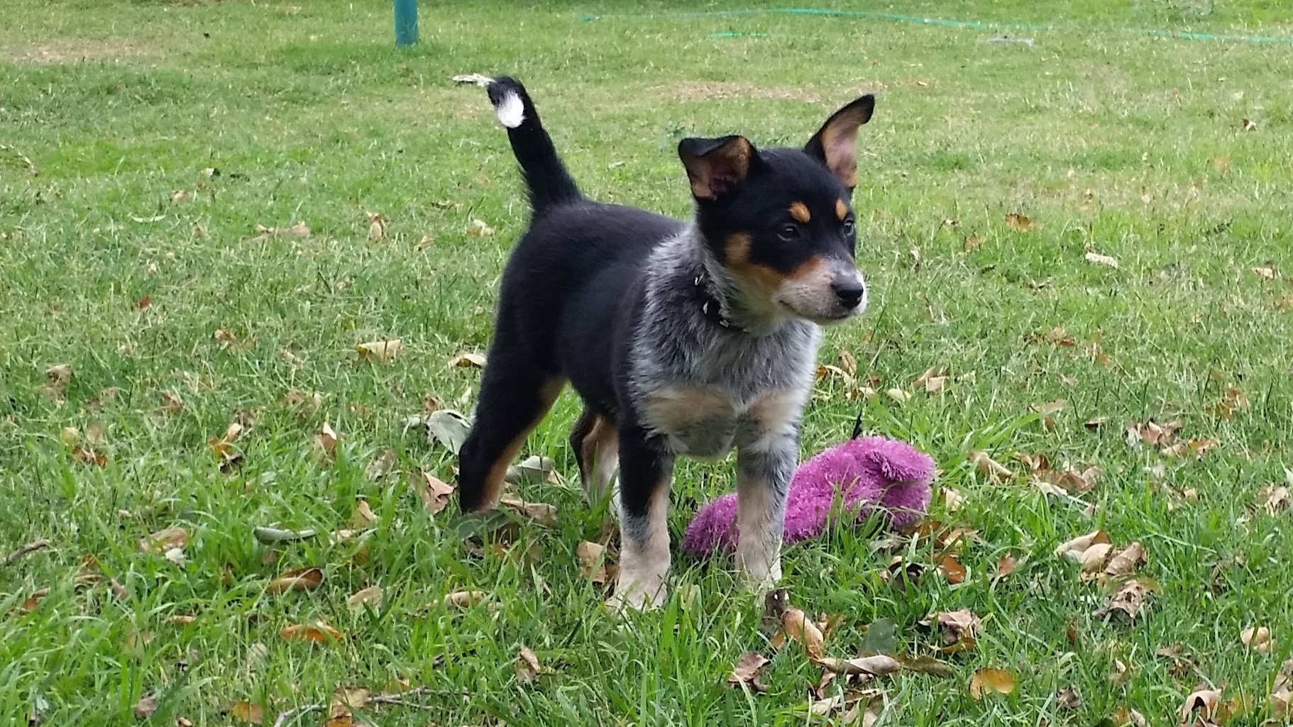 Belle - Large Female Australian Cattle Dog Mix Dog in VIC - PetRescue