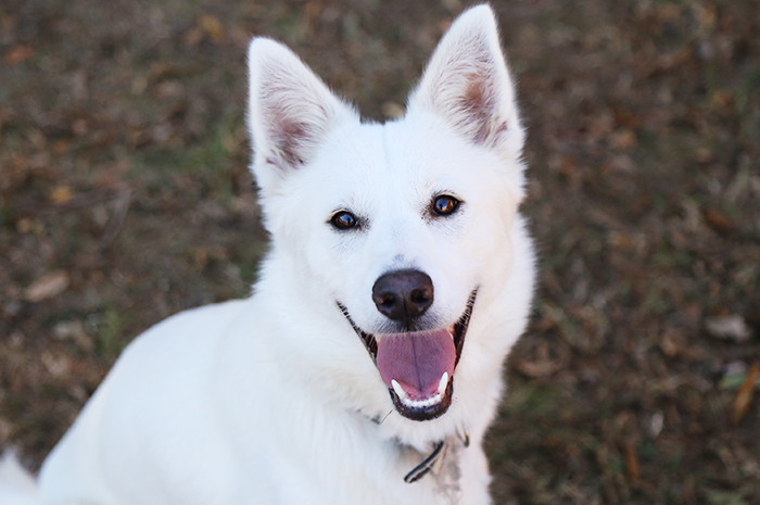 Jazz. Ref: 27723 - Medium Female White Shepherd Dog Mix Dog in NSW ...