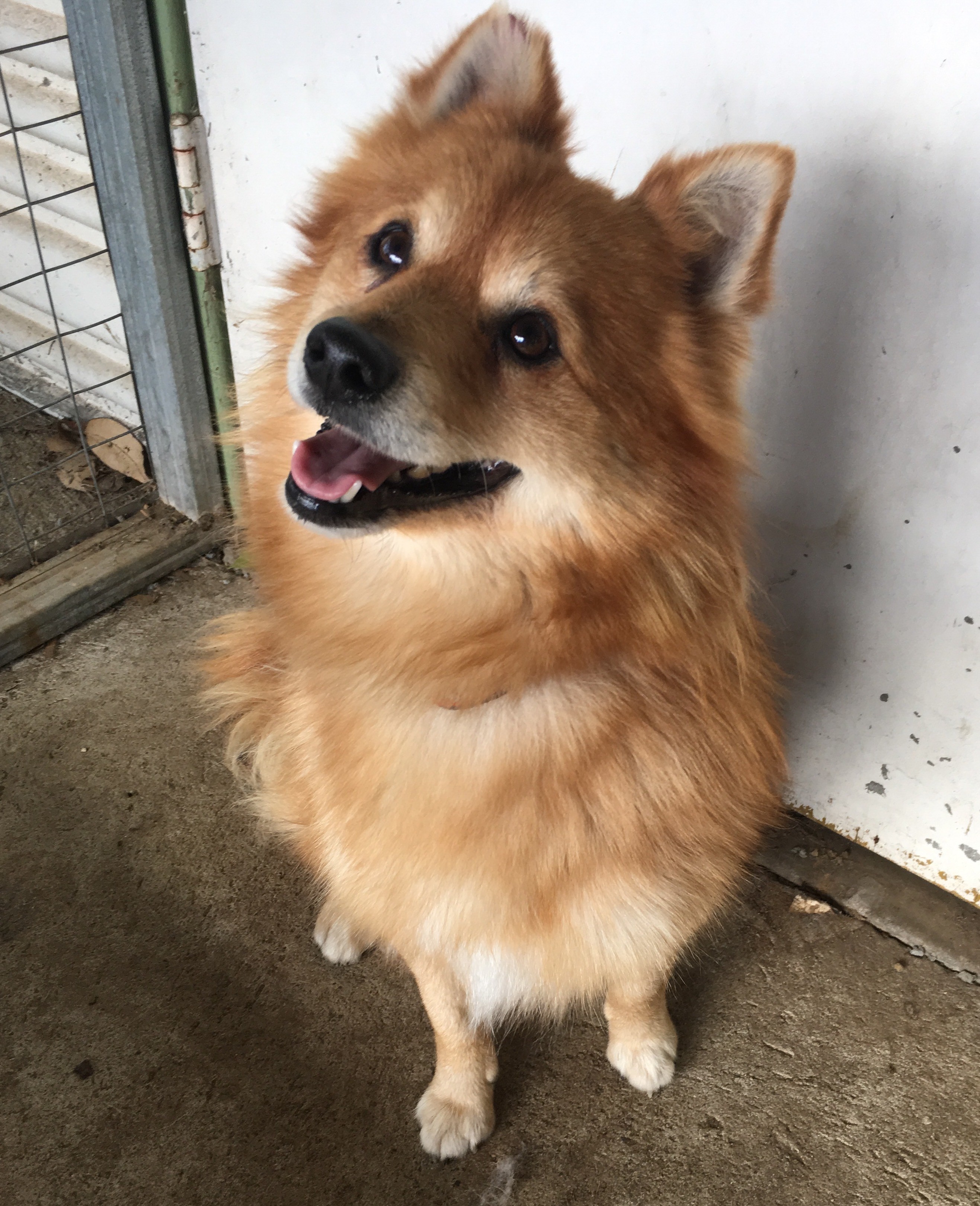 Bear - Small Male German Spitz Dog in NSW - PetRescue