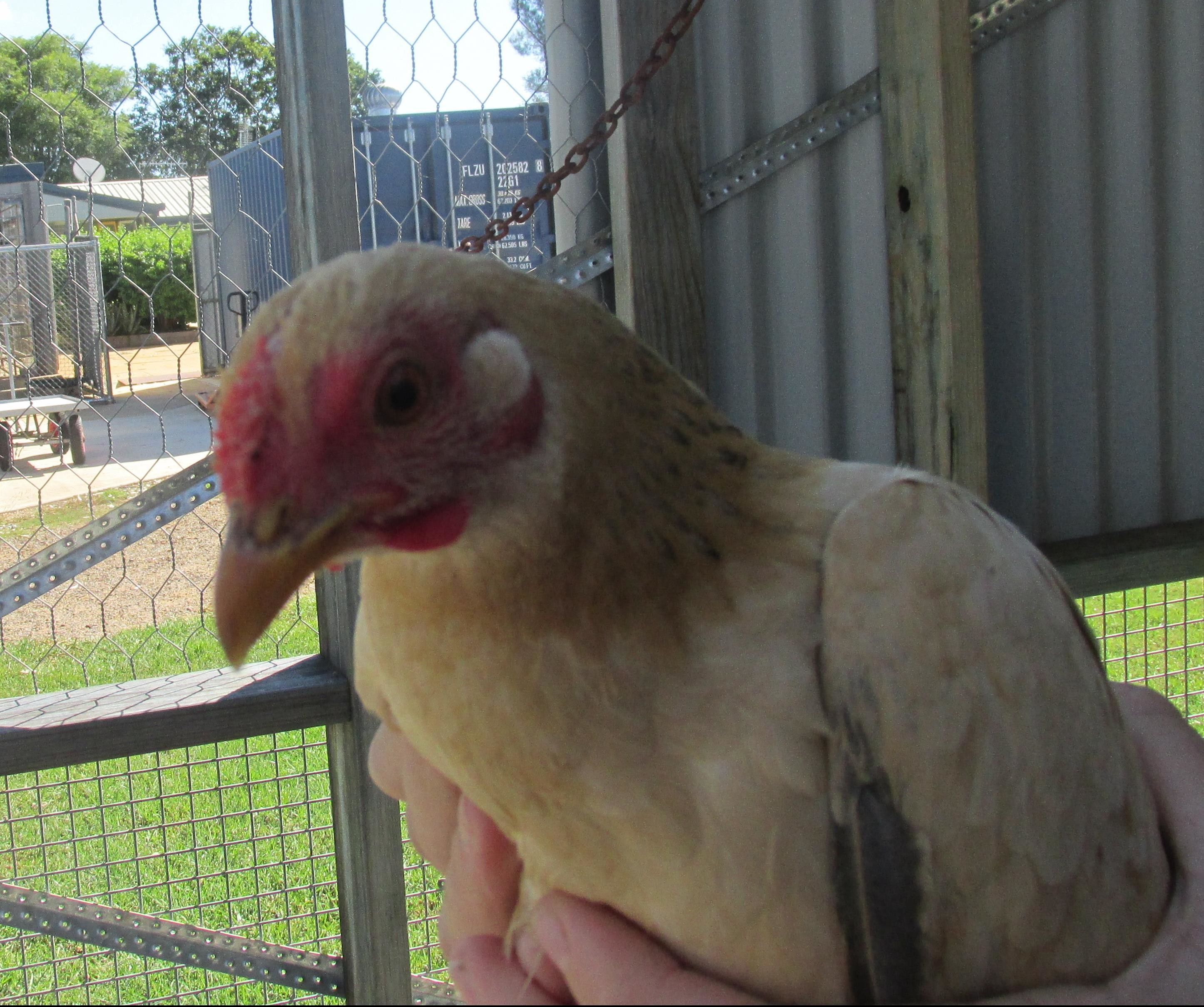 Ginger - Female Bantam Chicken Old English Game Fowl Hen Mix Fowl in ...