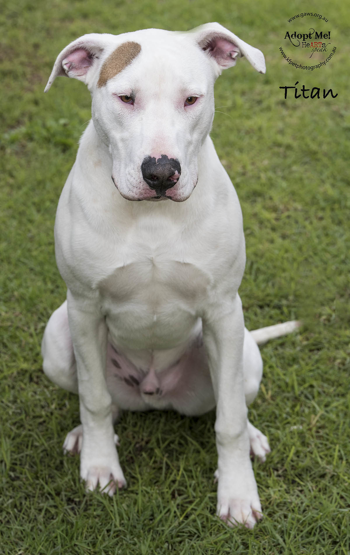Titan ID31199 - Large Male American Bulldog x Greyhound Mix Dog in VIC ...