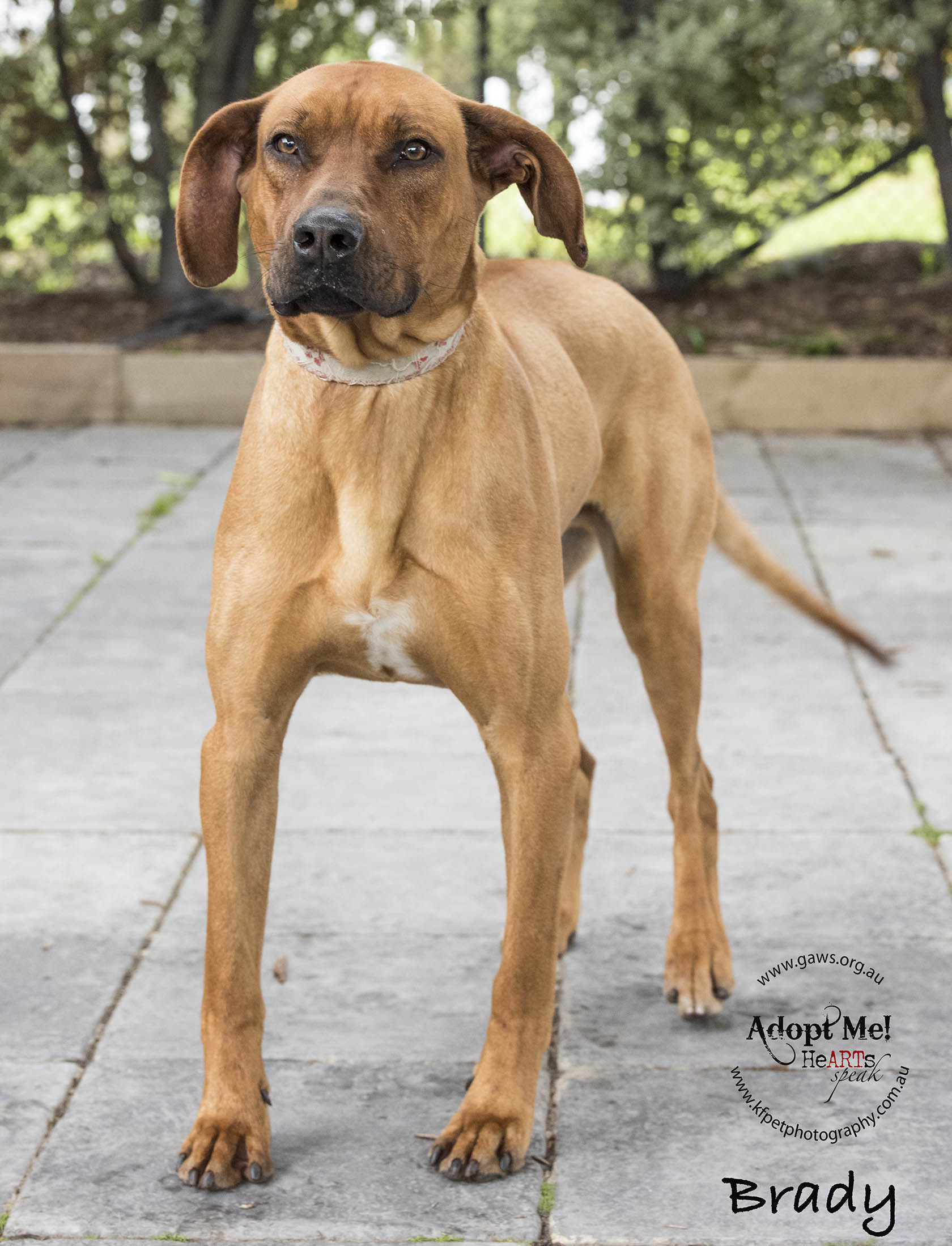 Brady ID31995 - Large Male Rhodesian Ridgeback Dog in VIC - PetRescue