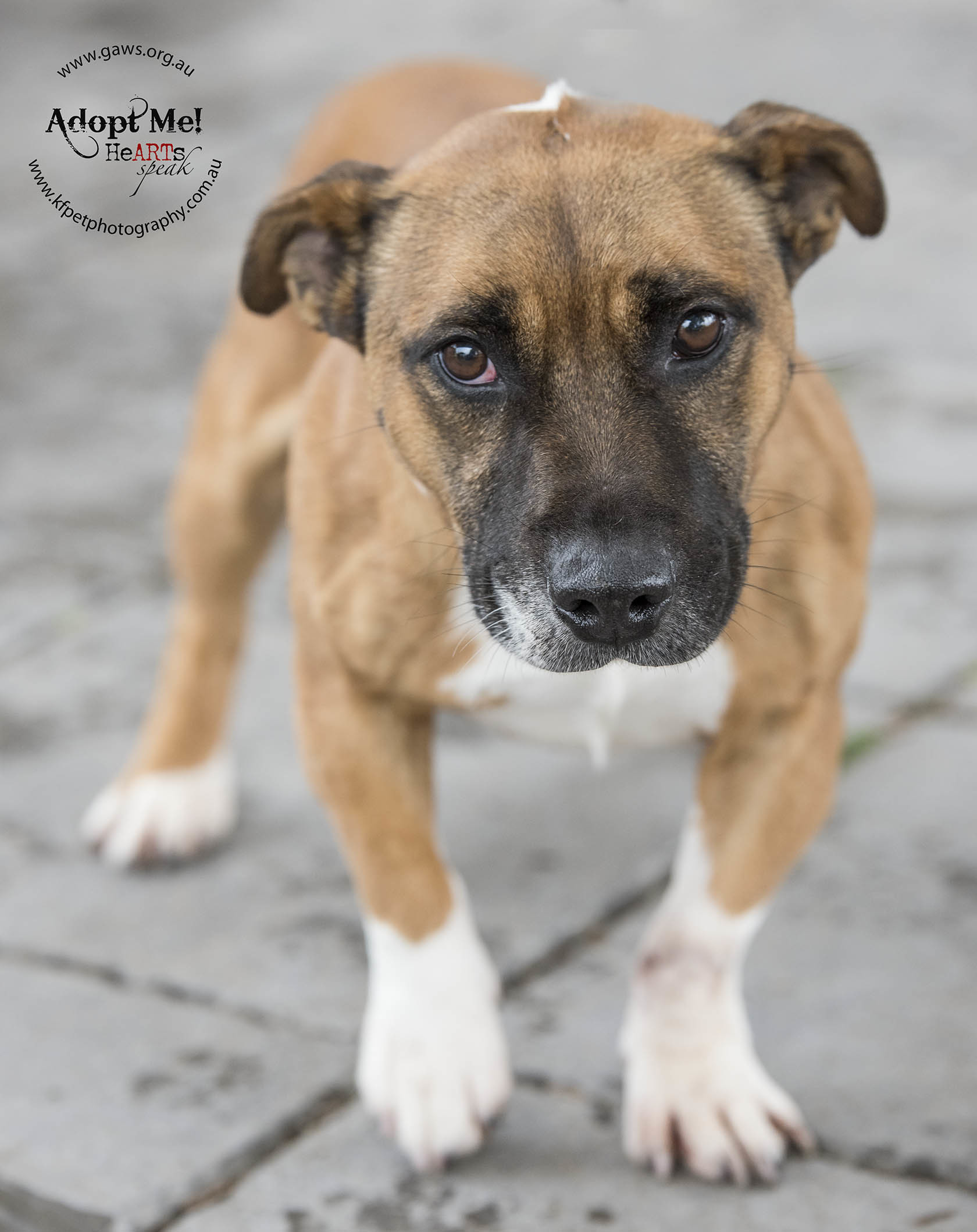 ID31980 - Medium Male Jack Russell Terrier x Staffy Mix Dog in VIC ...