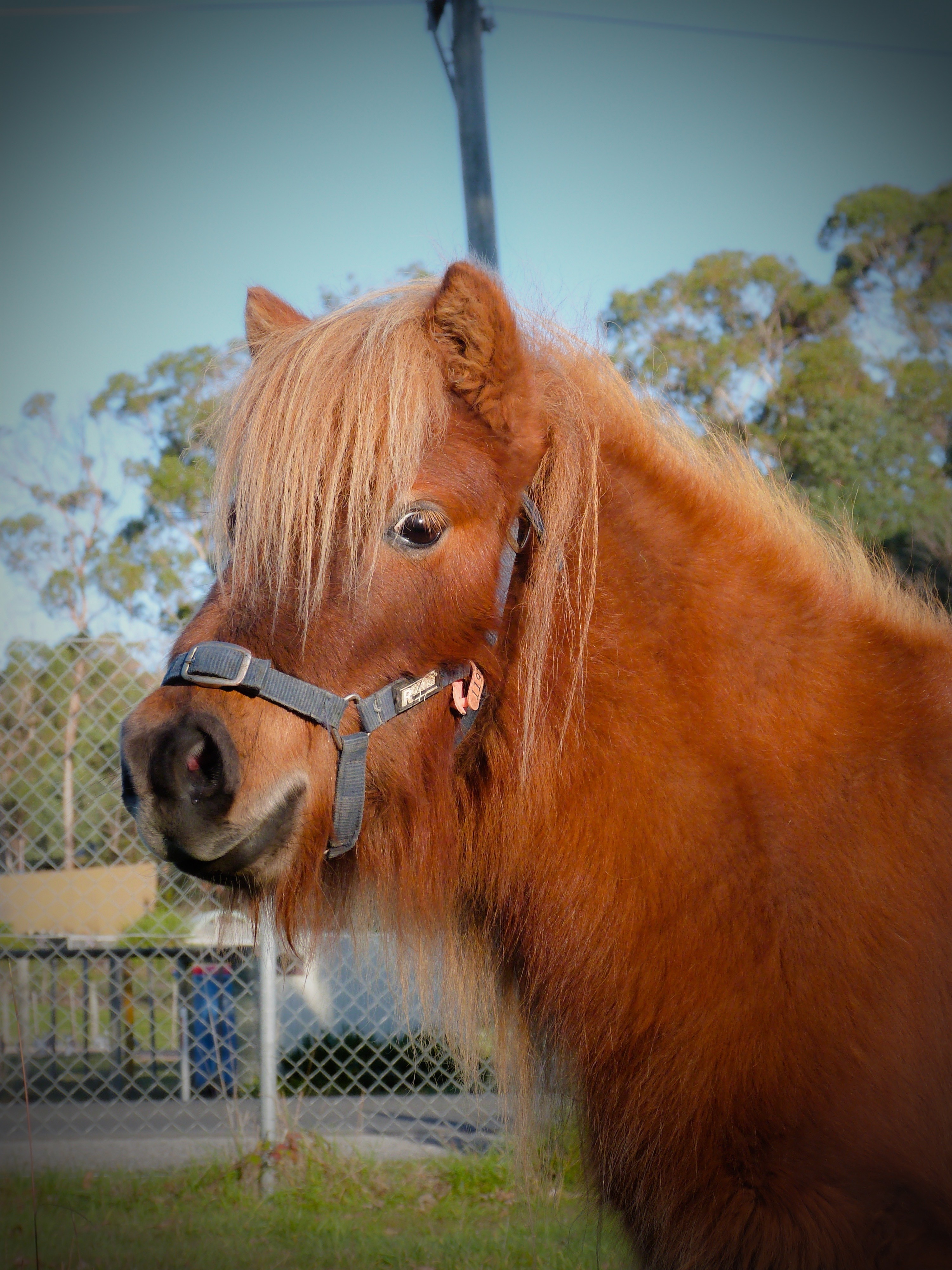 Honey - Female Shetland Pony Mix Horse in TAS - PetRescue