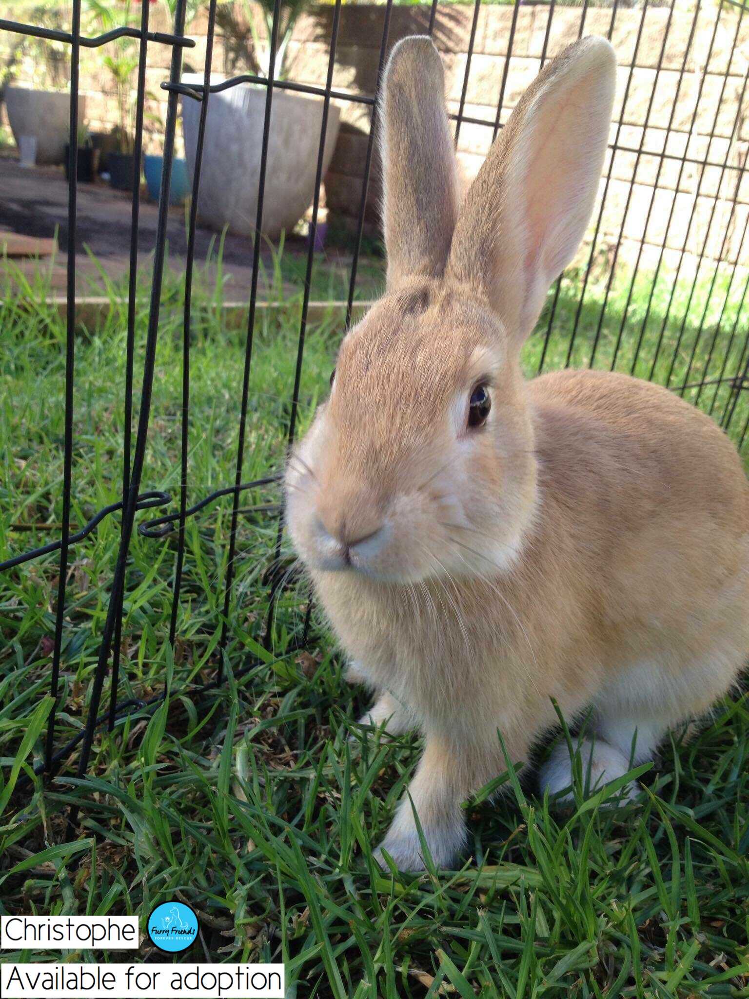 Christophe *•Adopt me•* - Male Dwarf Mix Rabbit in NSW - PetRescue