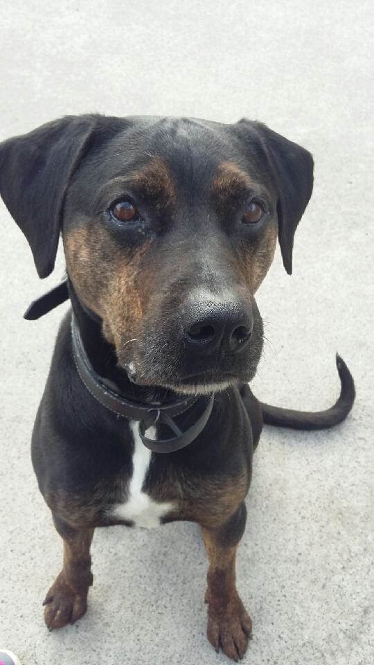 Shadow - Large Male Bull Arab x Rottweiler Mix Dog in VIC - PetRescue