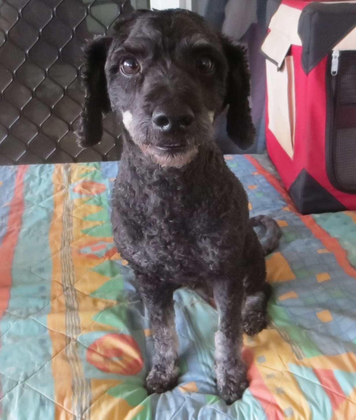 Peppi - Small Male Poodle Dog in QLD - PetRescue