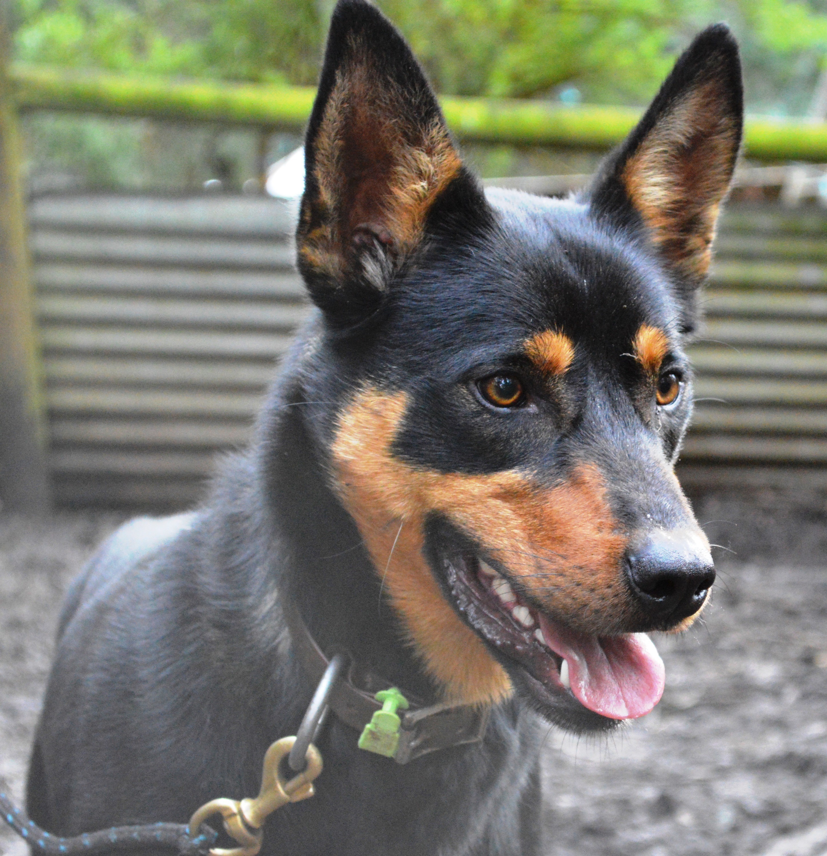 Beau - Medium Male Kelpie Dog in VIC - PetRescue