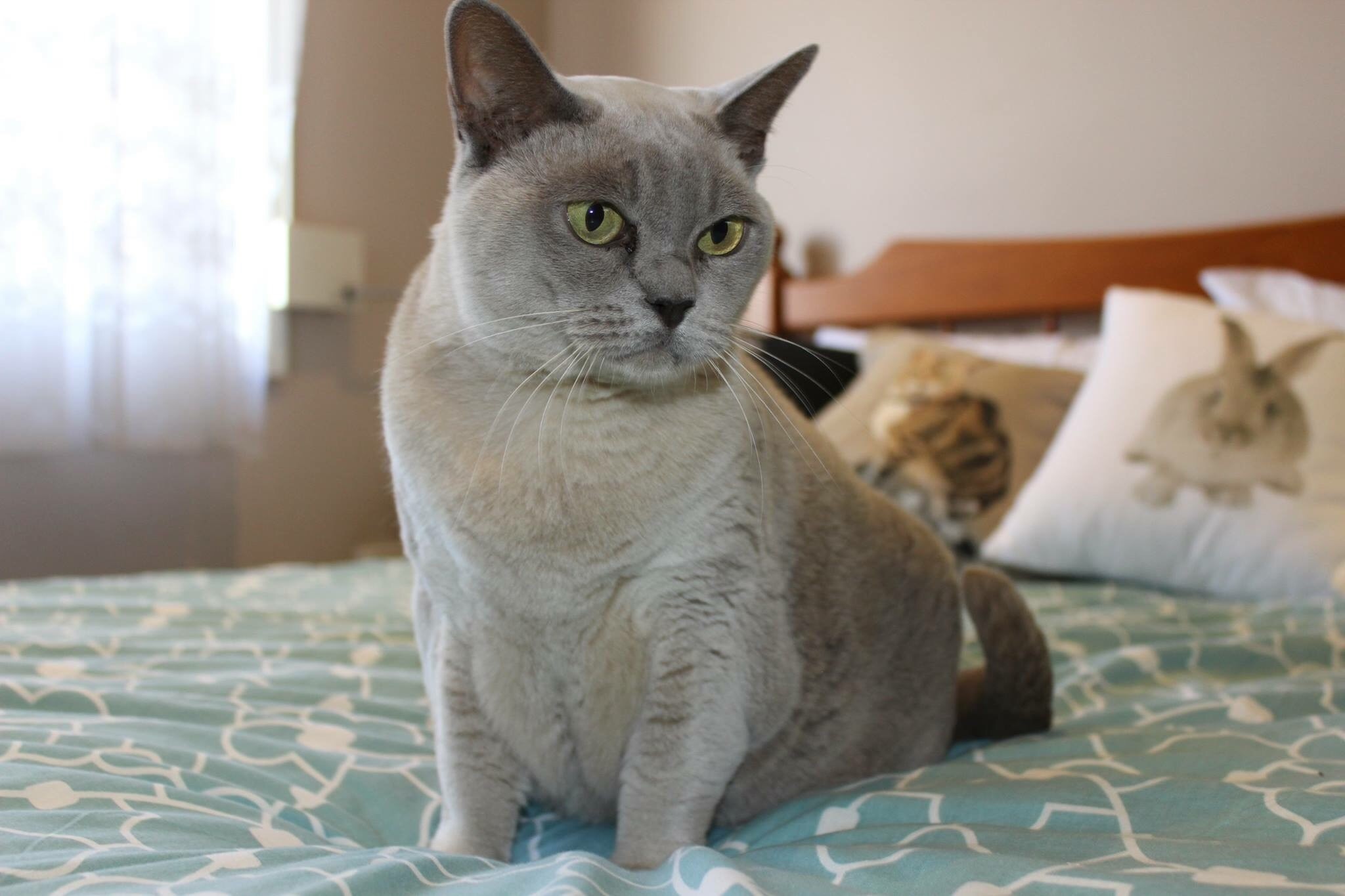 Magnificent Meeka! - Female Burmese Cat in NSW - PetRescue