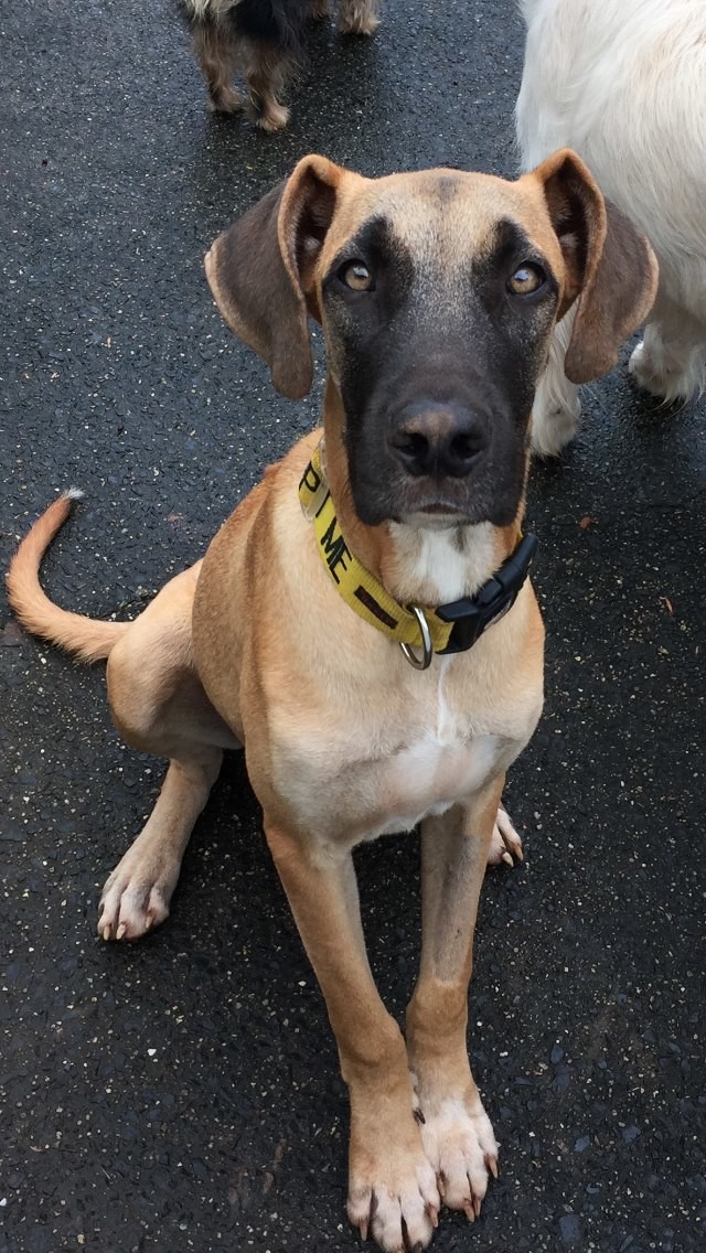 Gerry - Large Male Great Dane x Ridgeback Mix Dog in QLD - PetRescue
