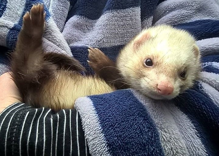 Prim - Female Ferret in VIC - PetRescue