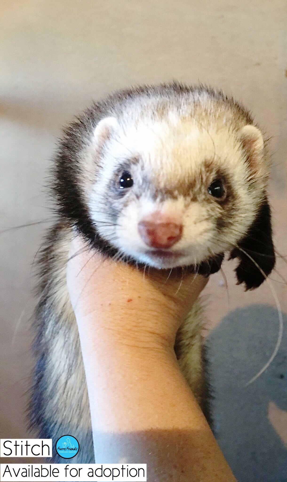 Stitch *•I'm beautiful ~ adopt me!•* - Female Ferret in NSW - PetRescue