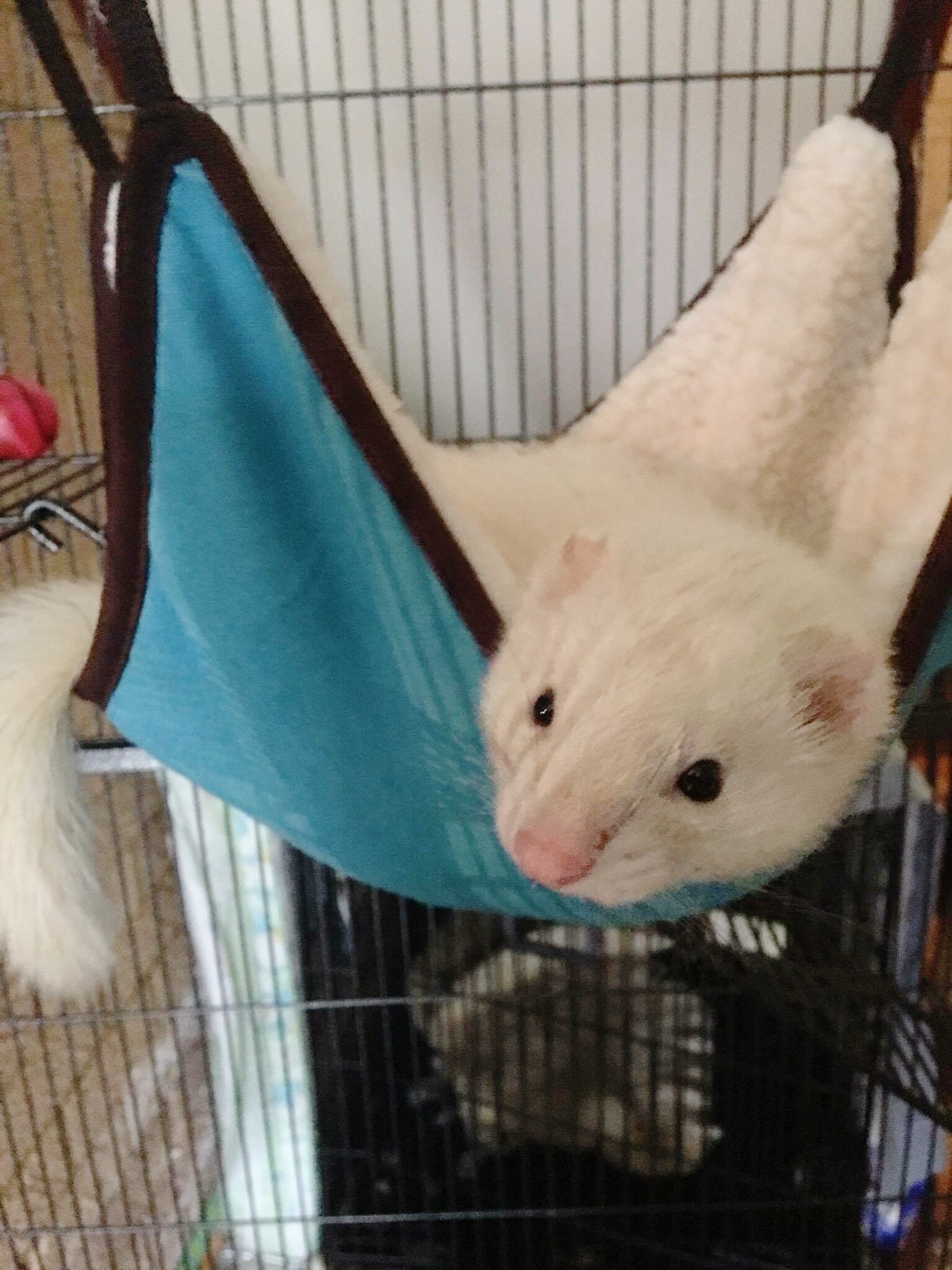 Lilo *•I'm stunning adopt me•* - Female Ferret in NSW - PetRescue