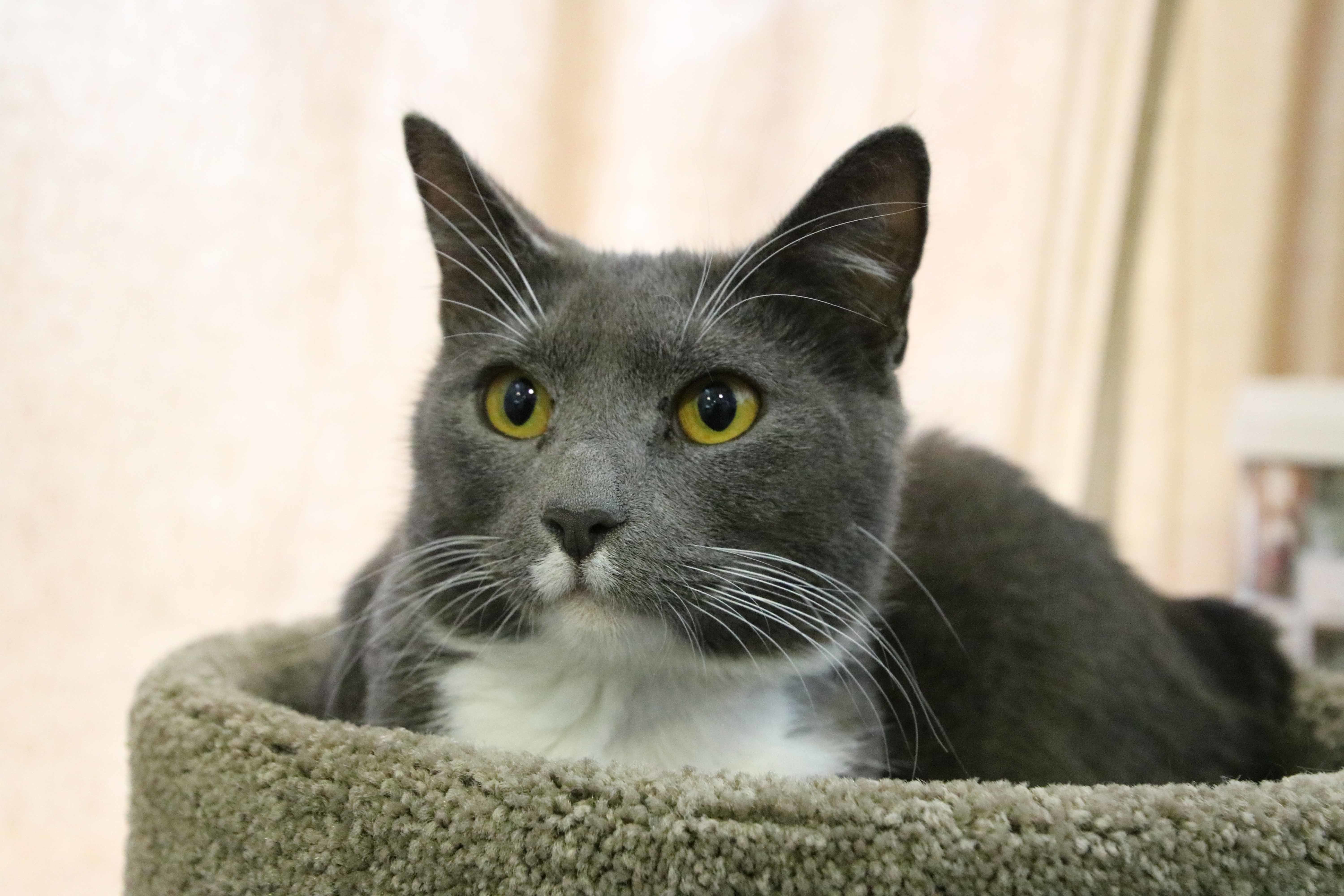 Makybe - Female Manx x Russian Blue Mix Cat in NSW - PetRescue