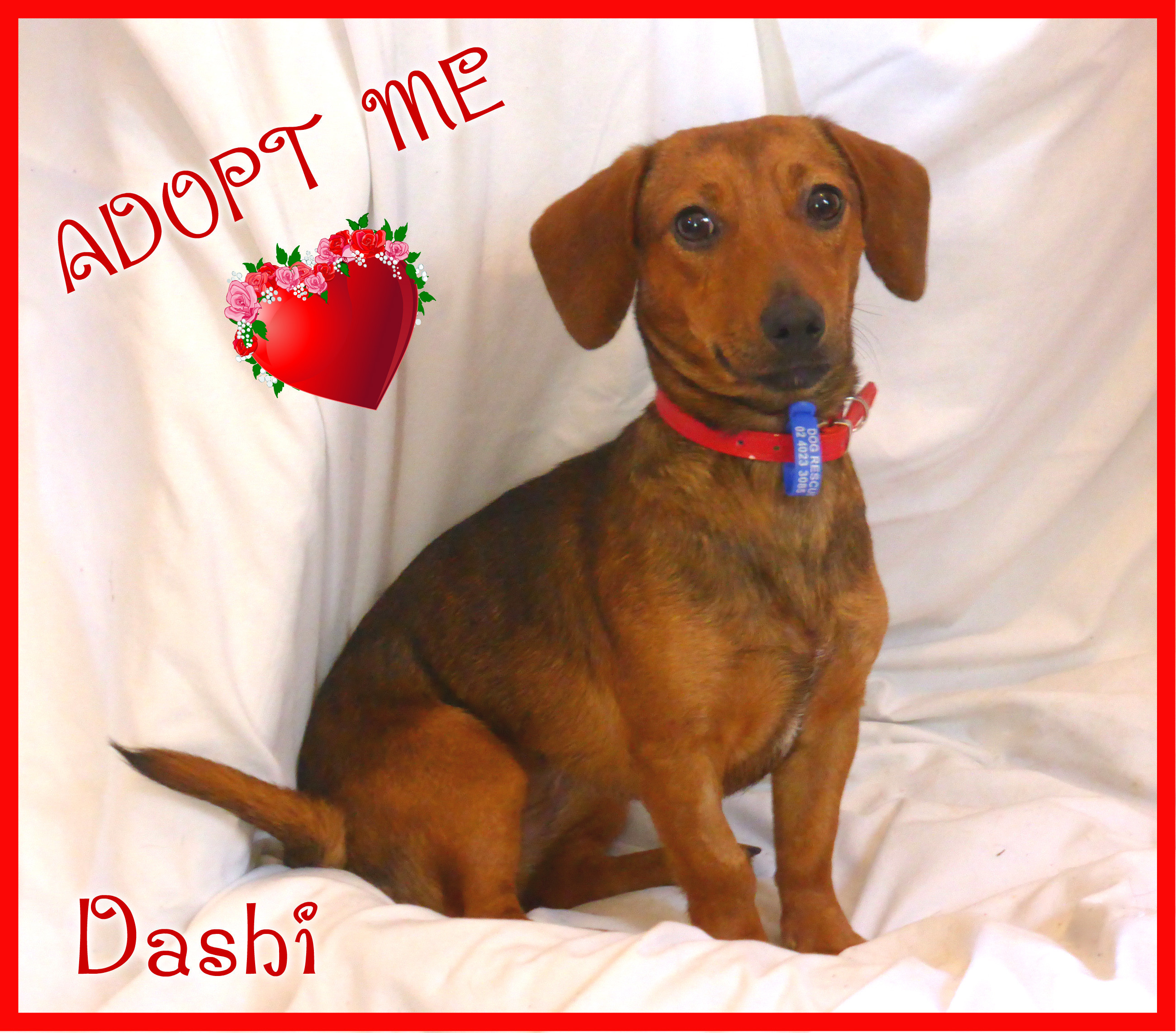 Dashi ~ mini Dachshund (on trial 21/09/16) - Small Female Dachshund Mix ...