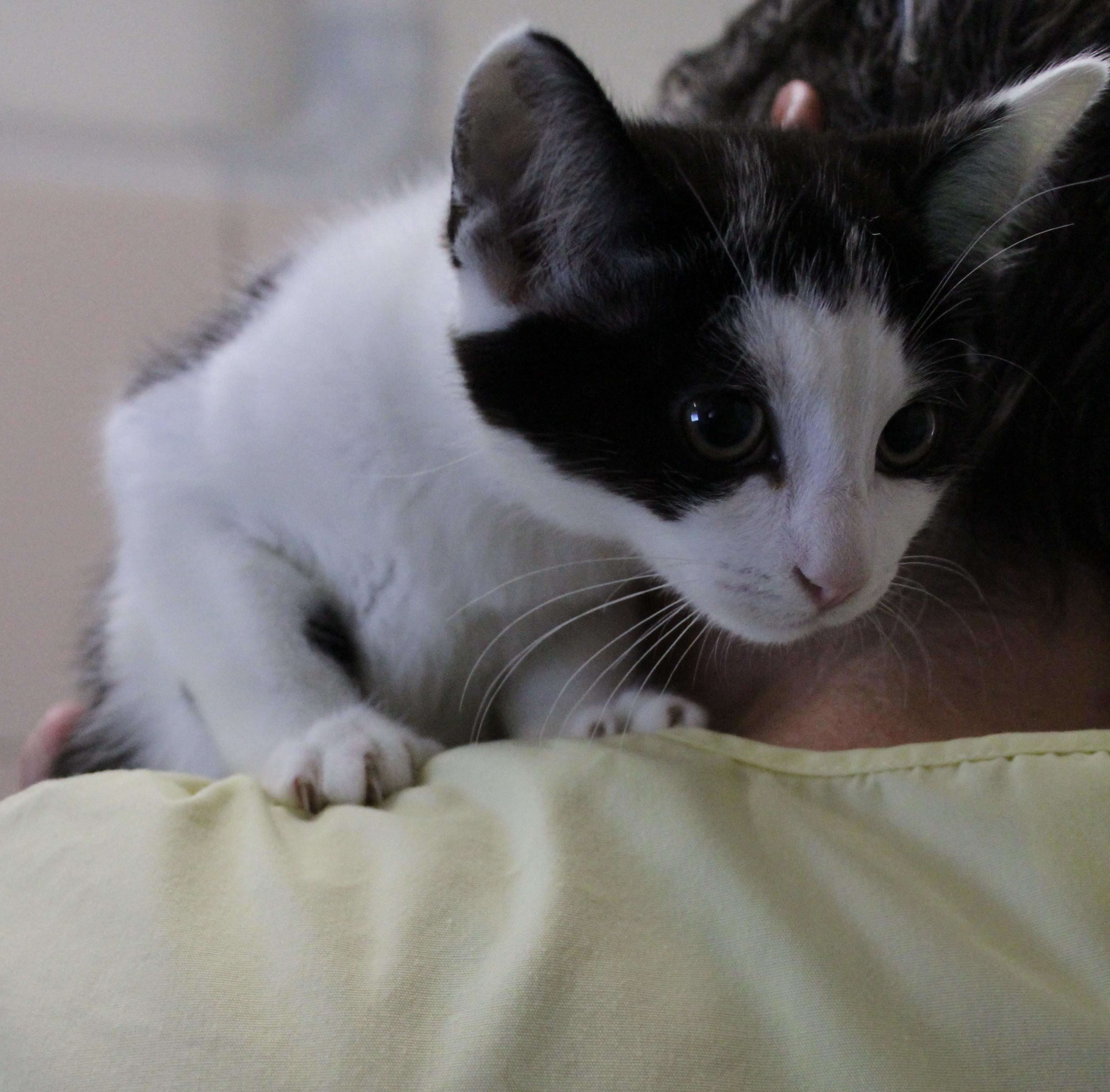 Zeek - Male Dsh Mix Cat in WA - PetRescue