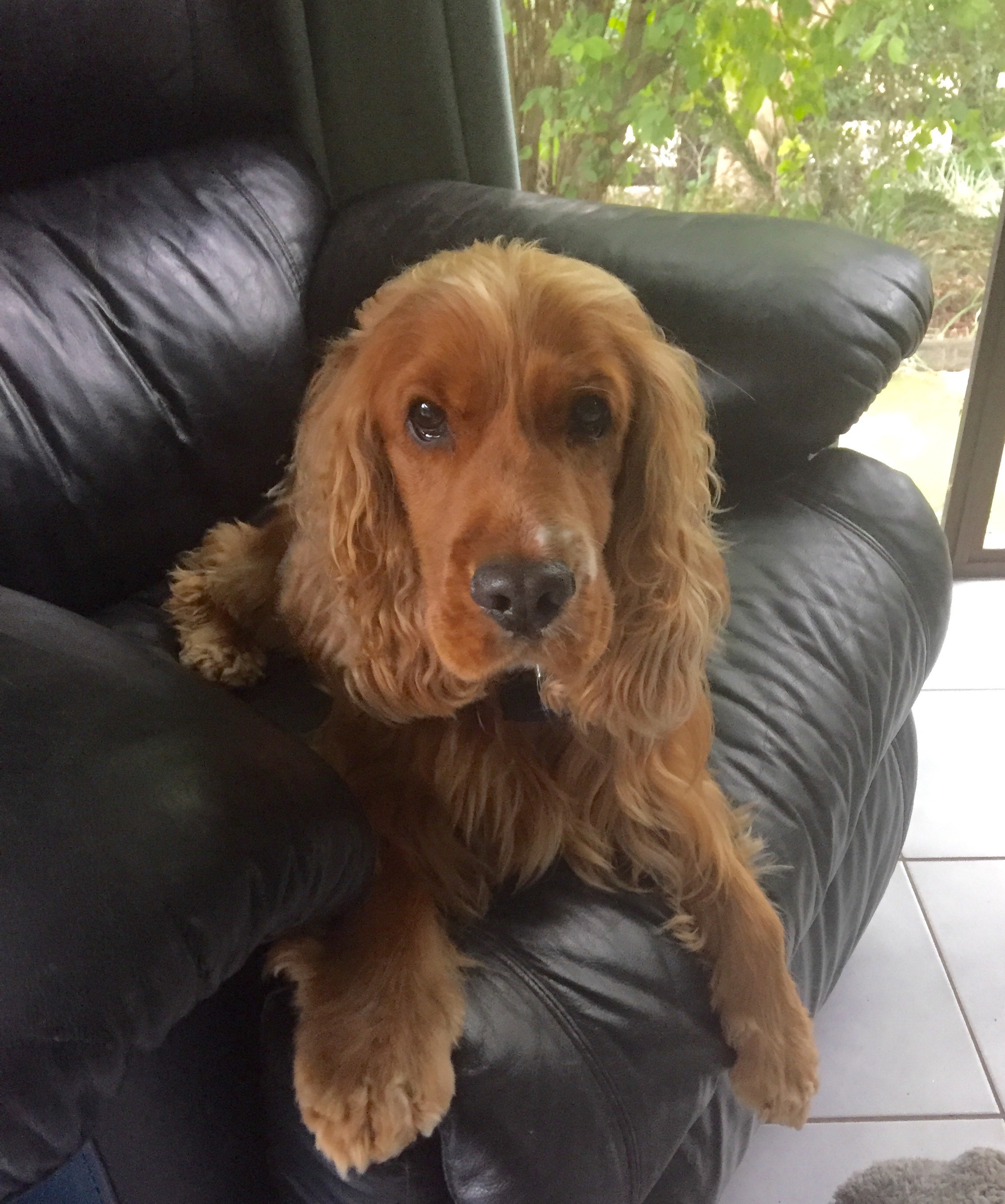 Scooby - Medium Male Cocker Spaniel, English Dog in QLD - PetRescue
